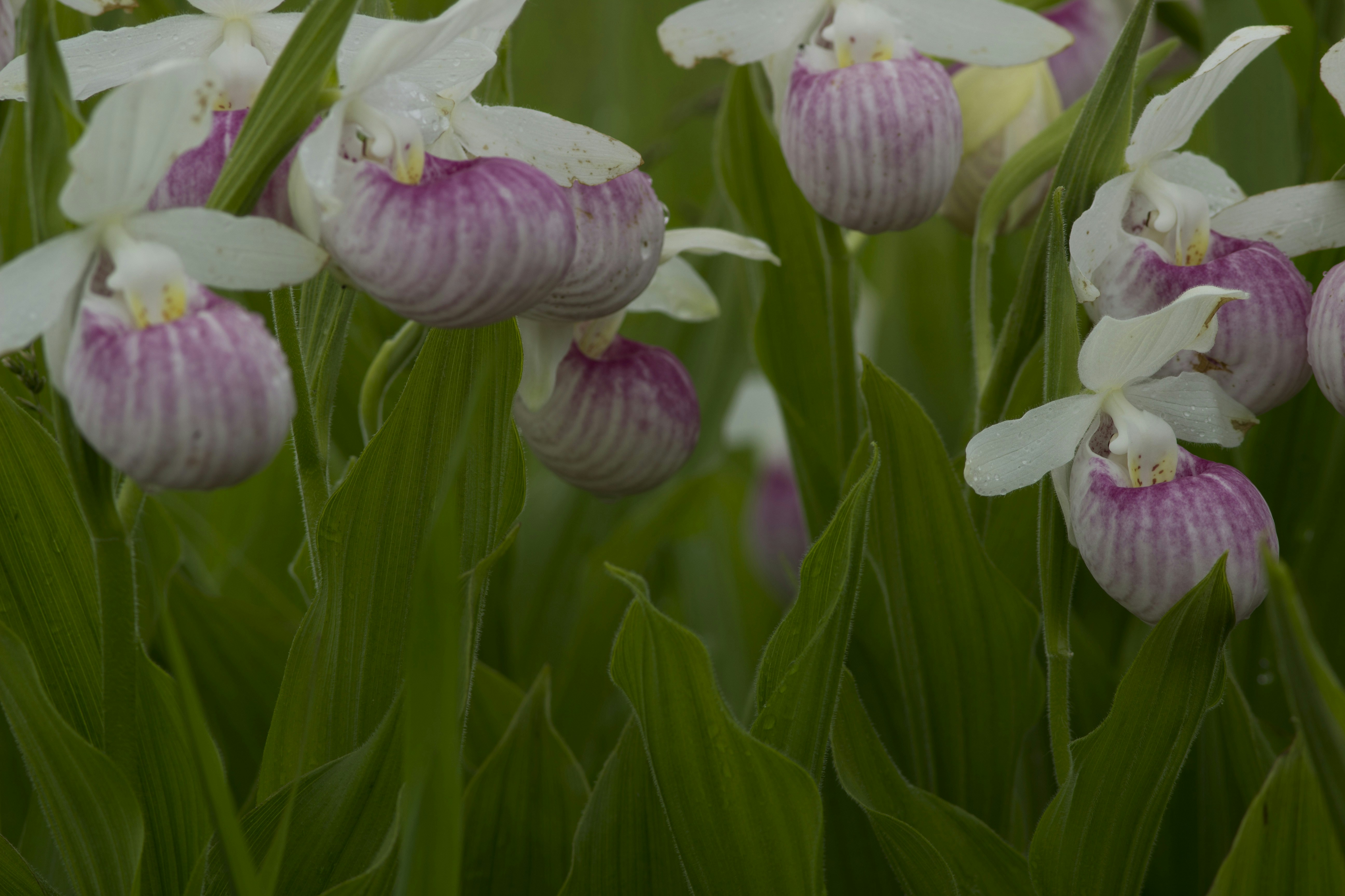 Pink- striped orchids amid tall green leaves in soft backlit garden