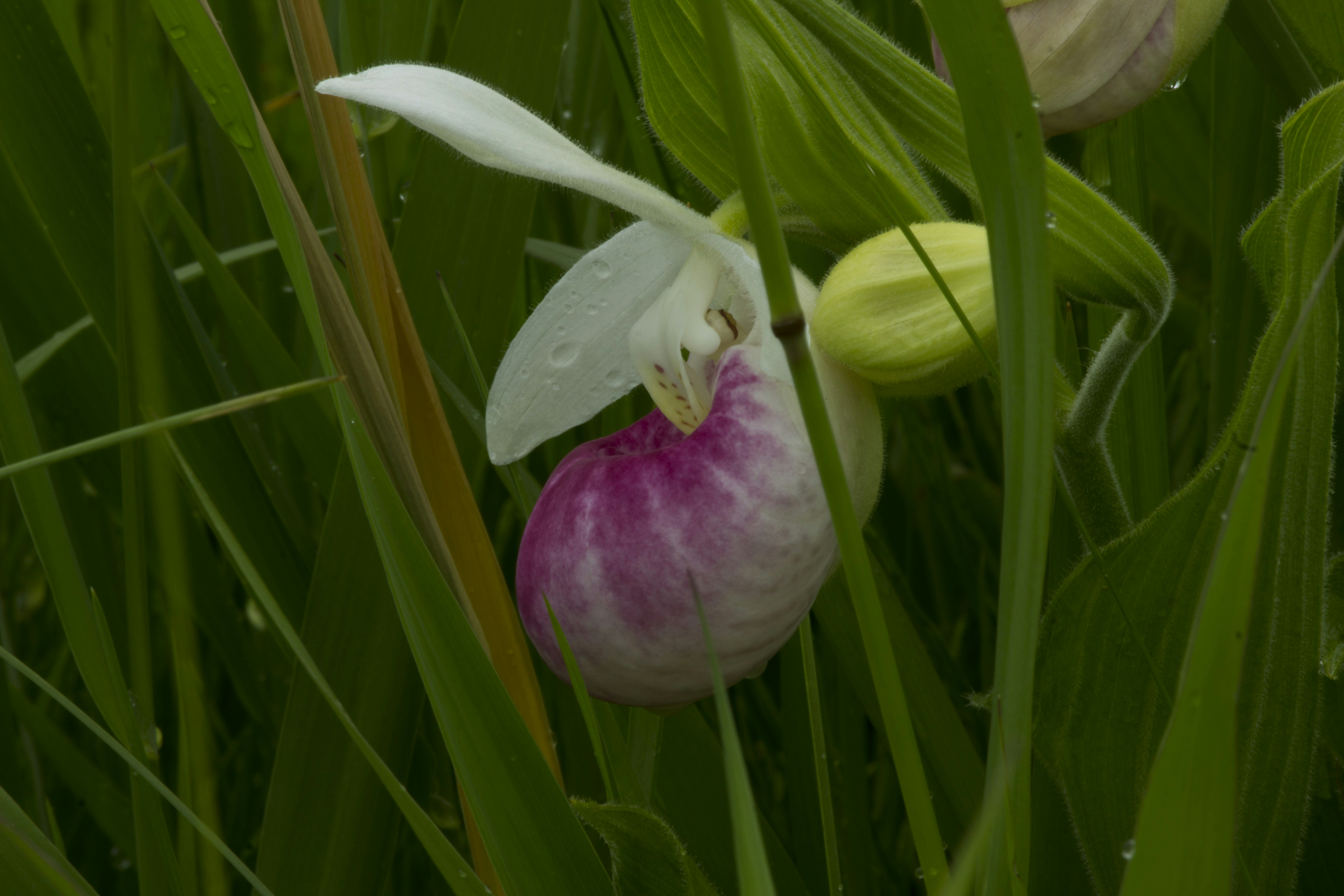 Pink Lady's Slipper in a Green Cathedral