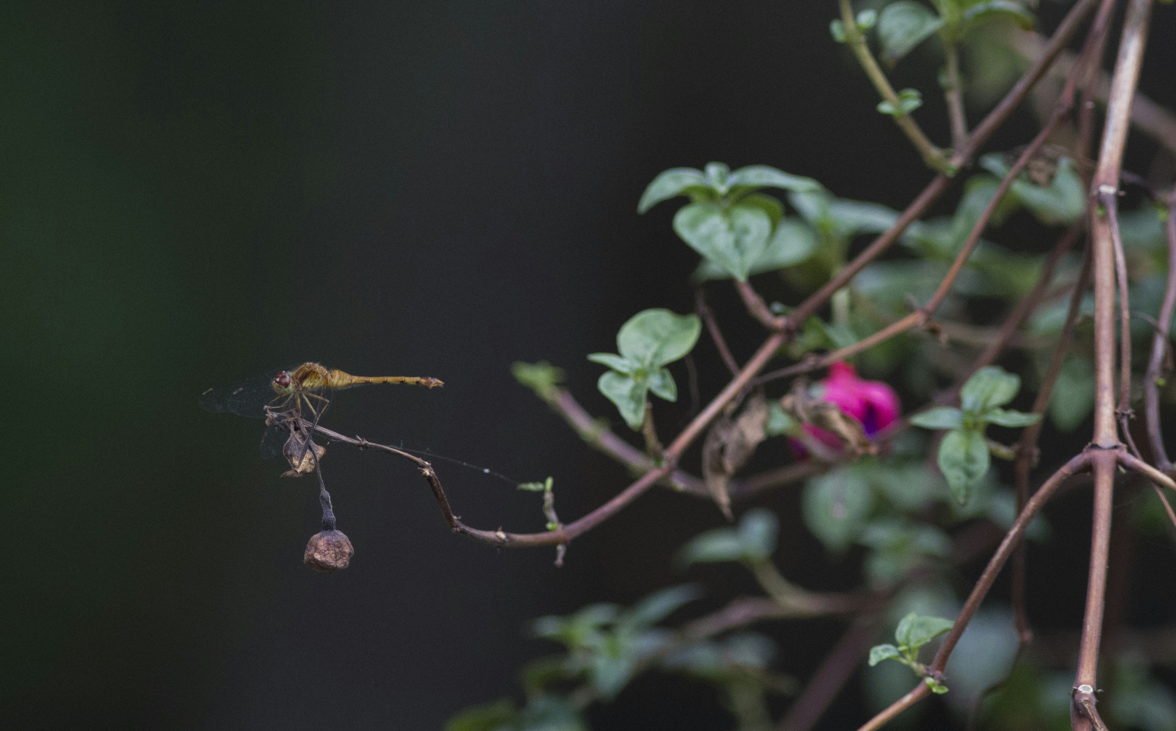 Dragonfly on a Twig, Framed by a Pink Bloom