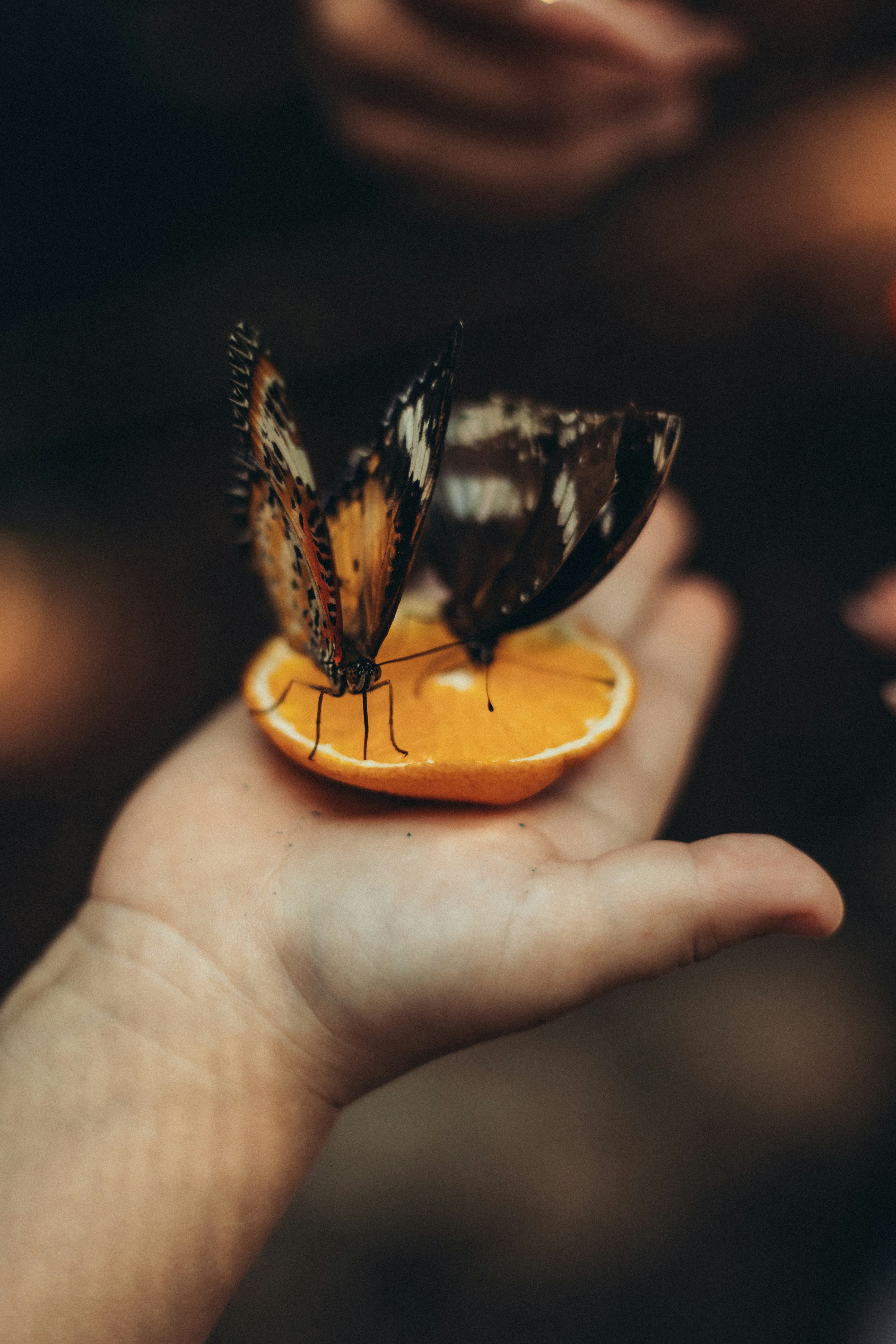 Butterflies on a citrus kiss: delicate wings alight on a child’s hand
