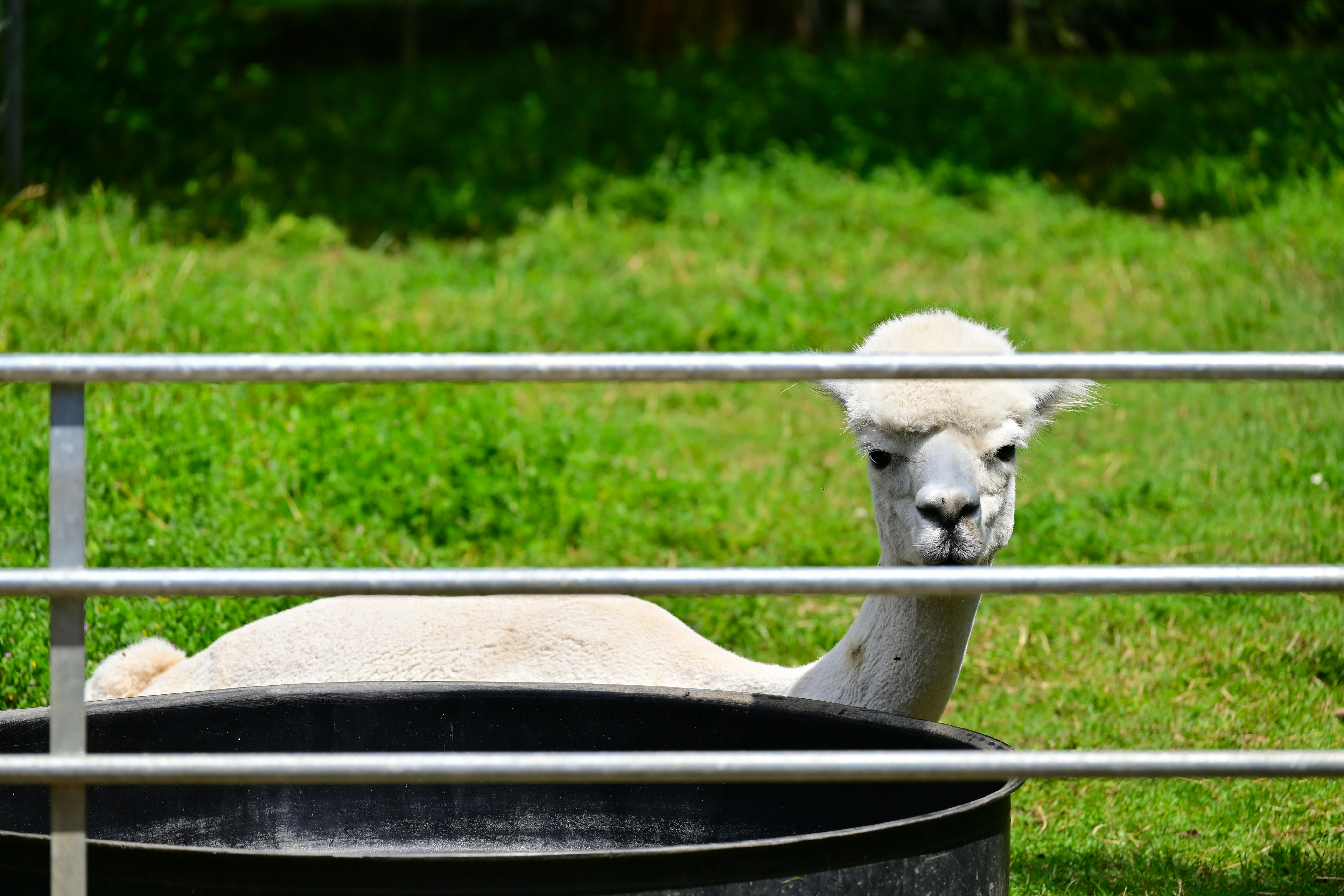 Photo by Amin Zabardast with Nikon Z30