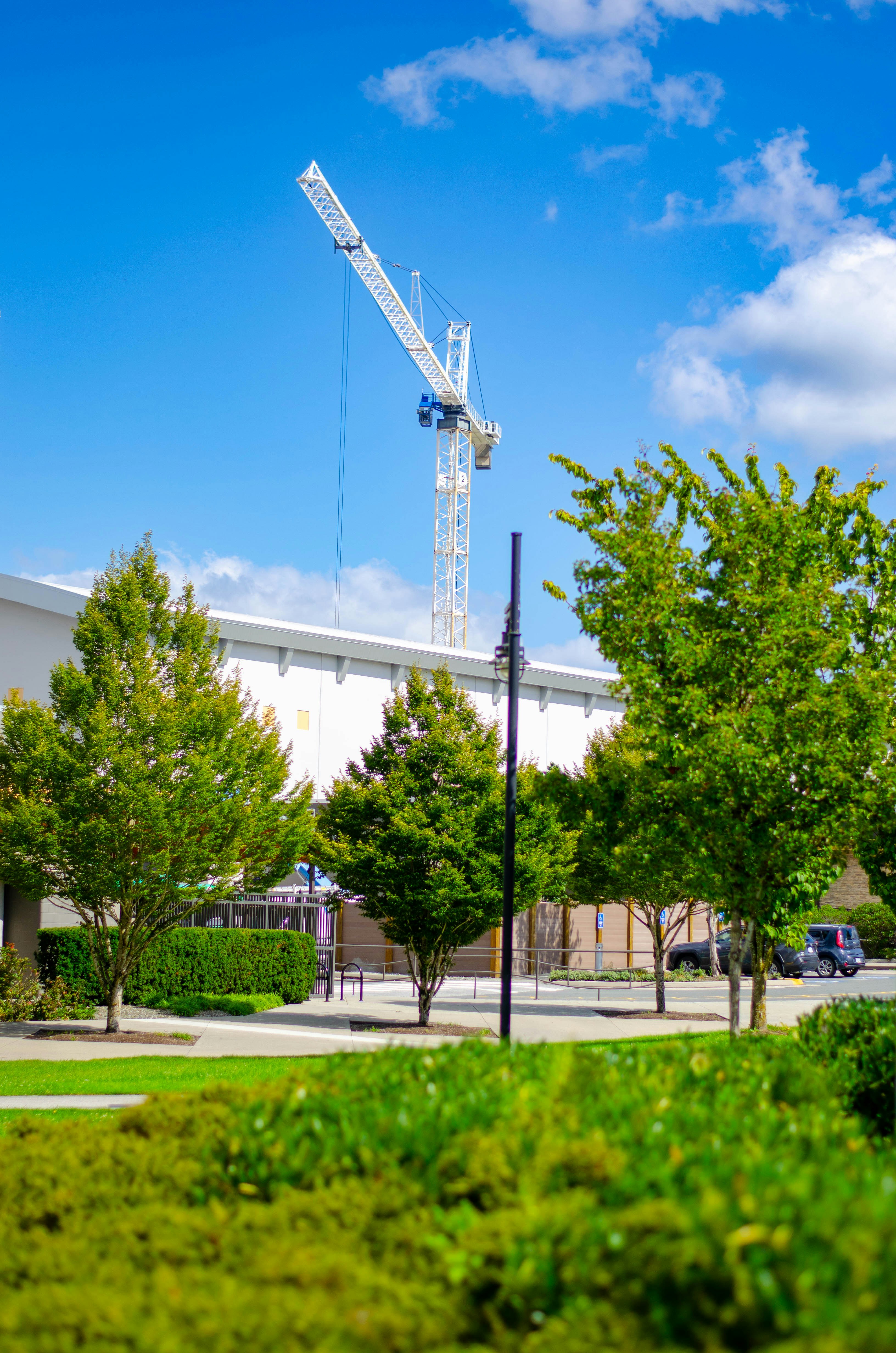 Tower Crane Rising Above Greenery at Sunny Day Construction Site
