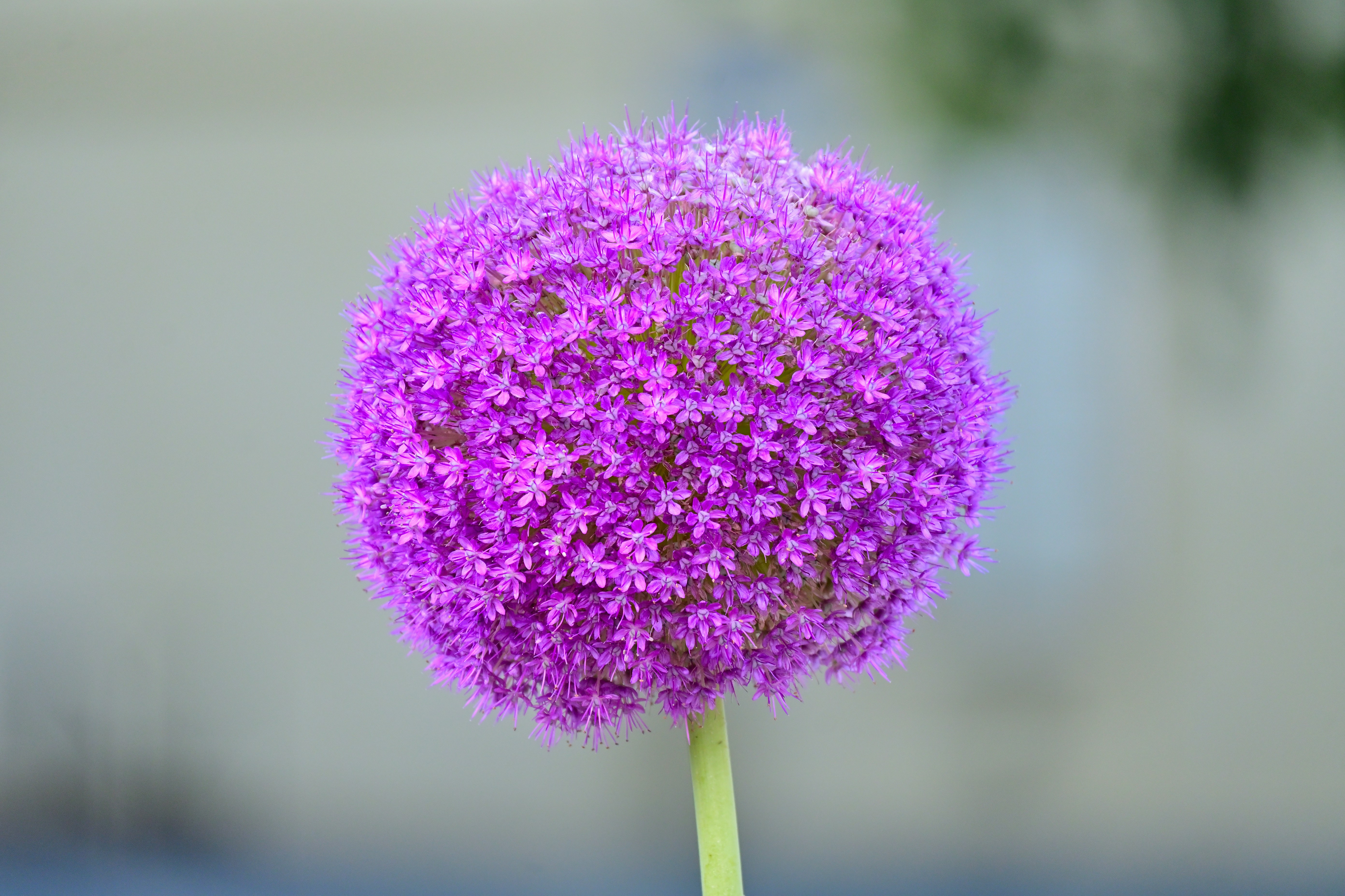 Allium Globe in Quiet Focus: a Purple Sphere Against Soft Backdrop