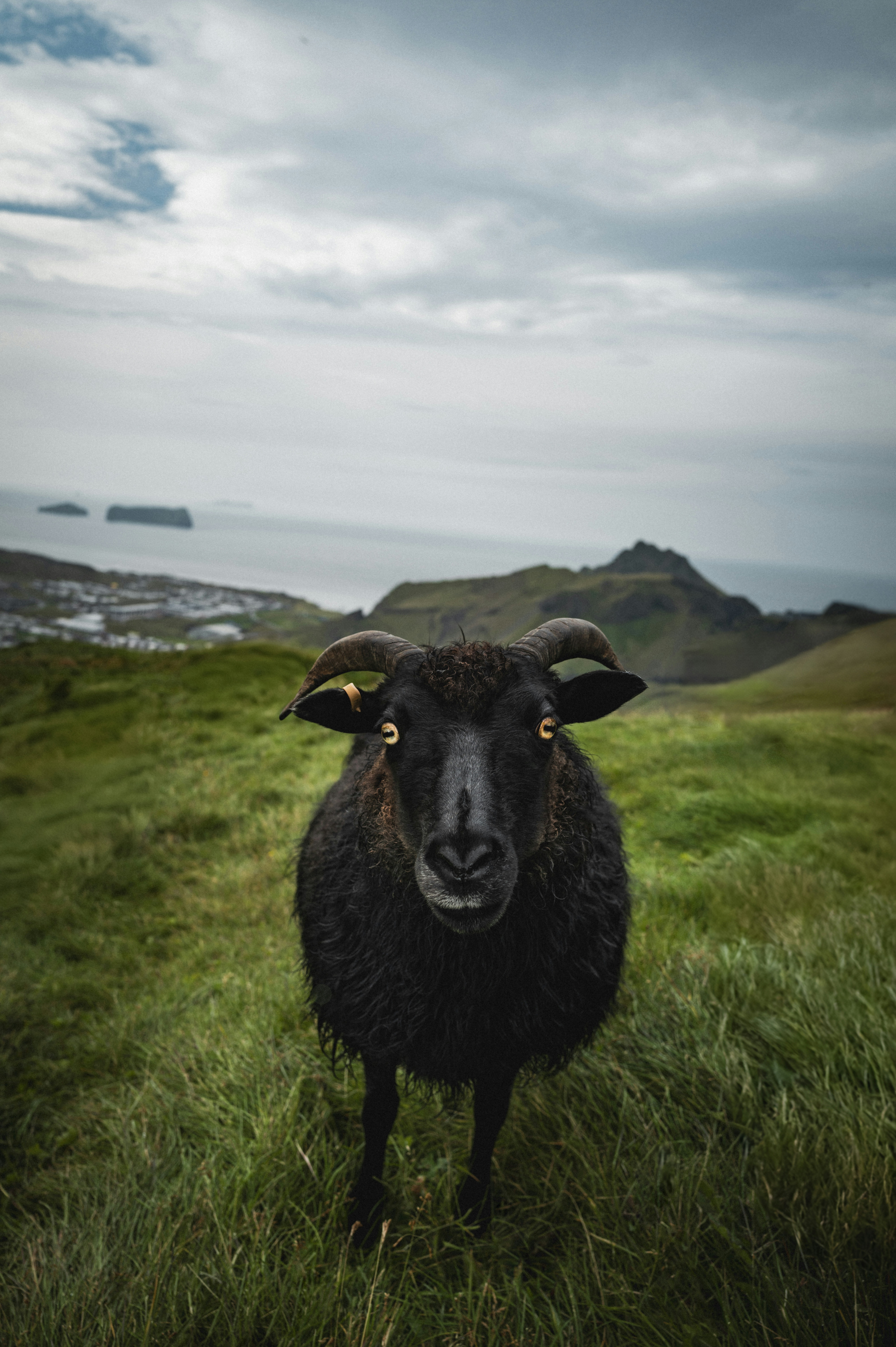 30k+ Black Sheep Pictures | Download Free Images on Unsplash