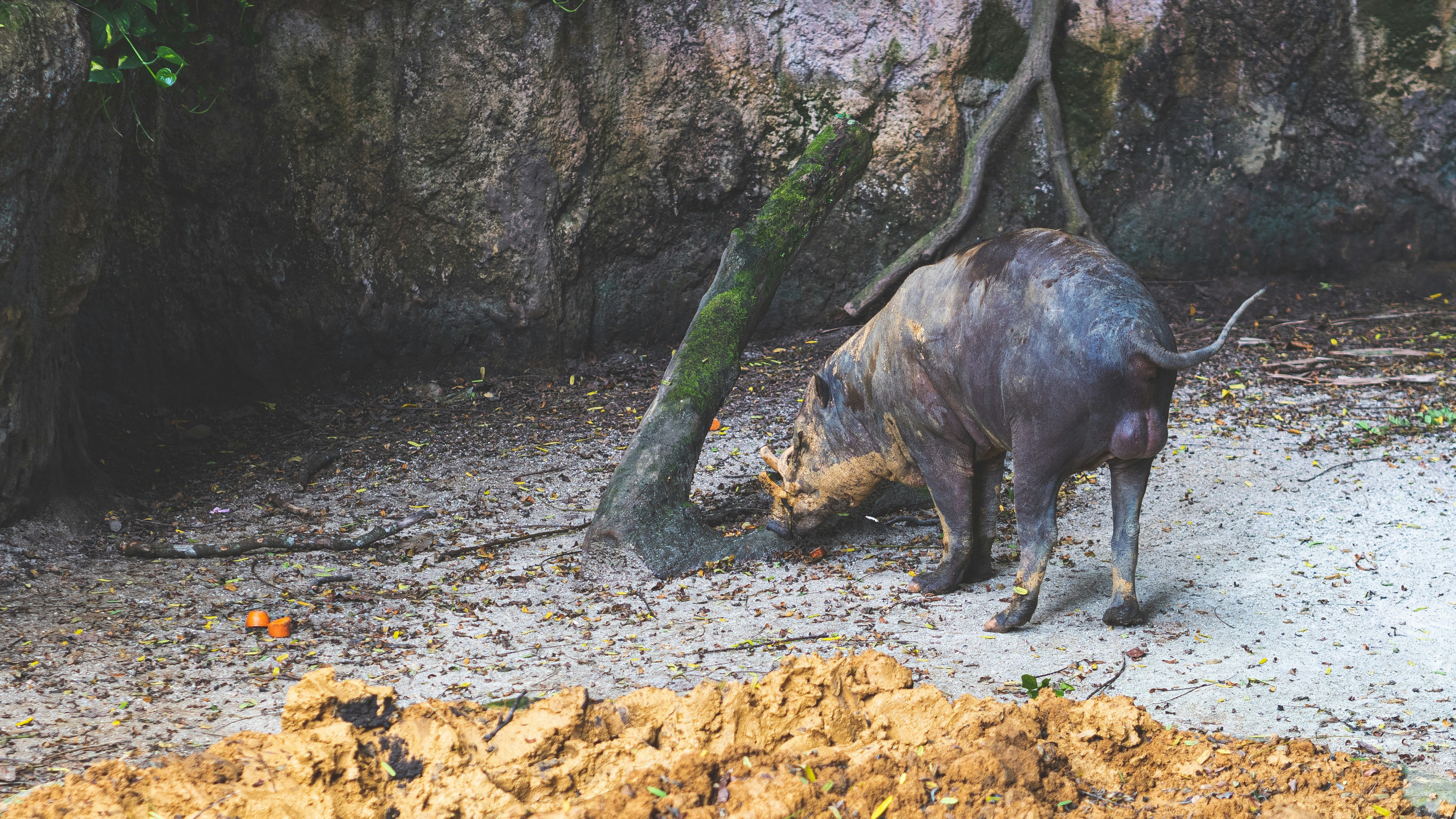 Mud-Splashed Tapir at Rest by a Forested Wall