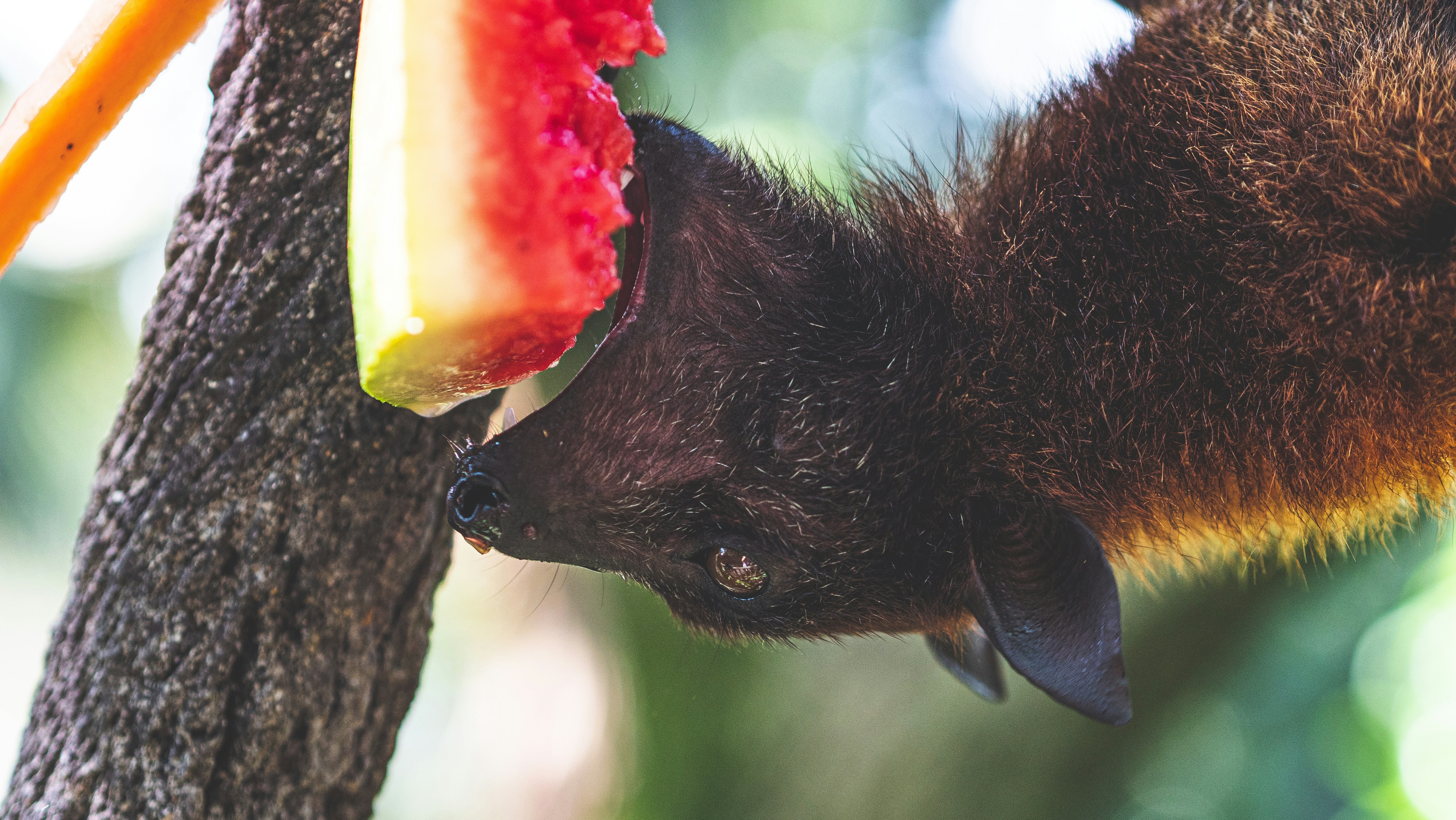 Nibble at the Night-Bloom: A Fruit-Wedged Bat