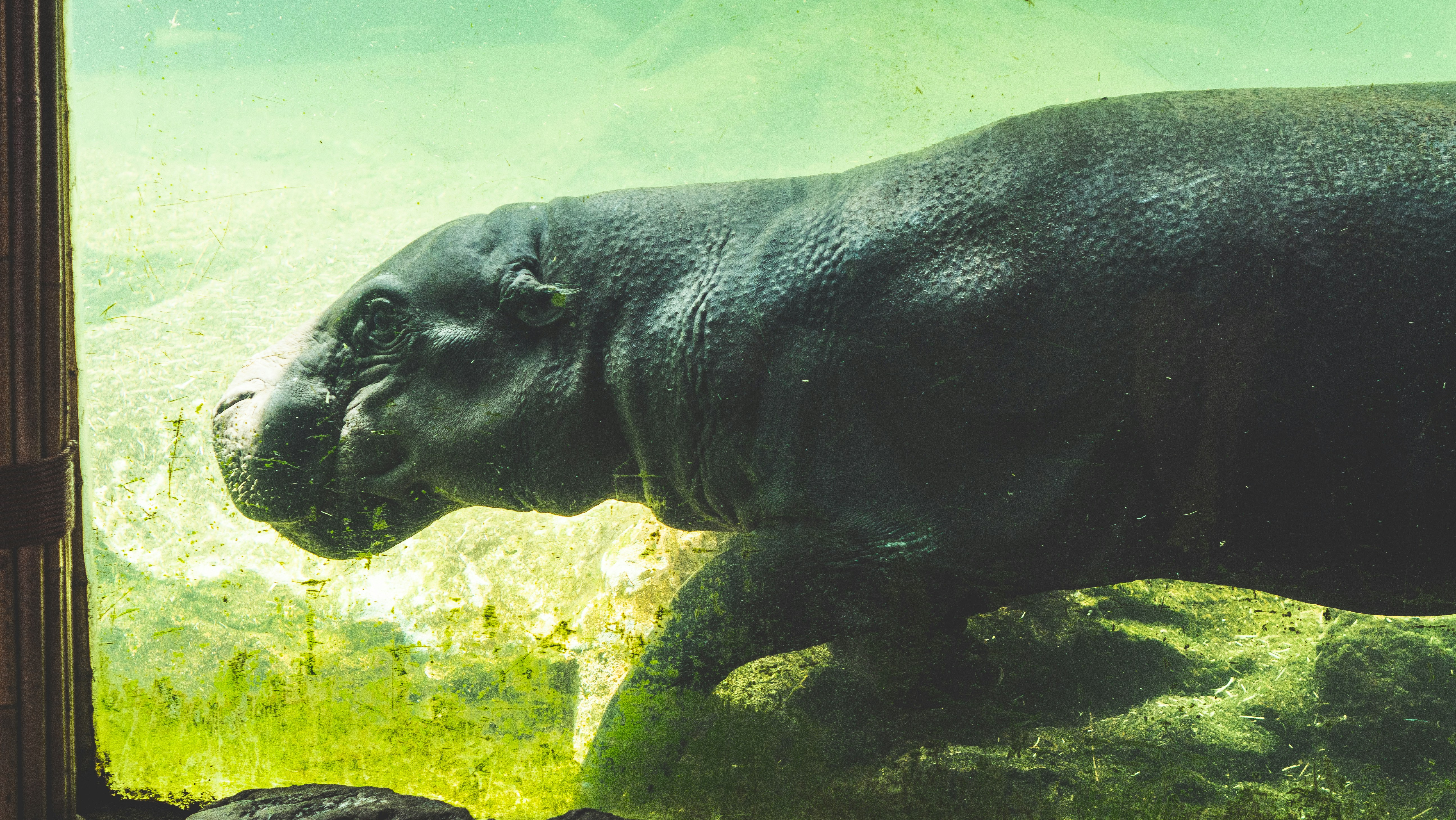 Hippo in a Glassy Green Habitat