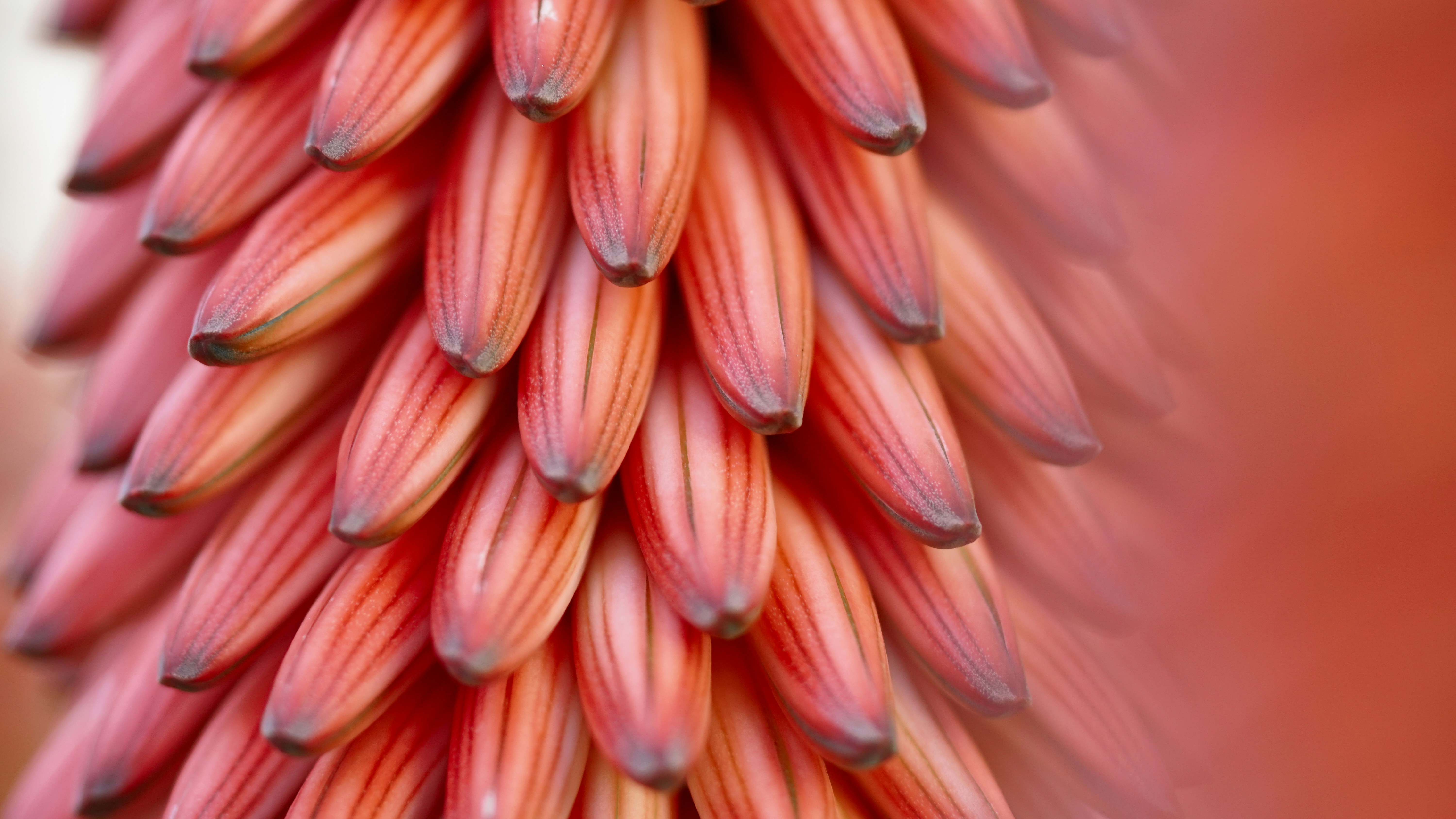 Ember Petals: A Macro Portrait of Flaming Texture