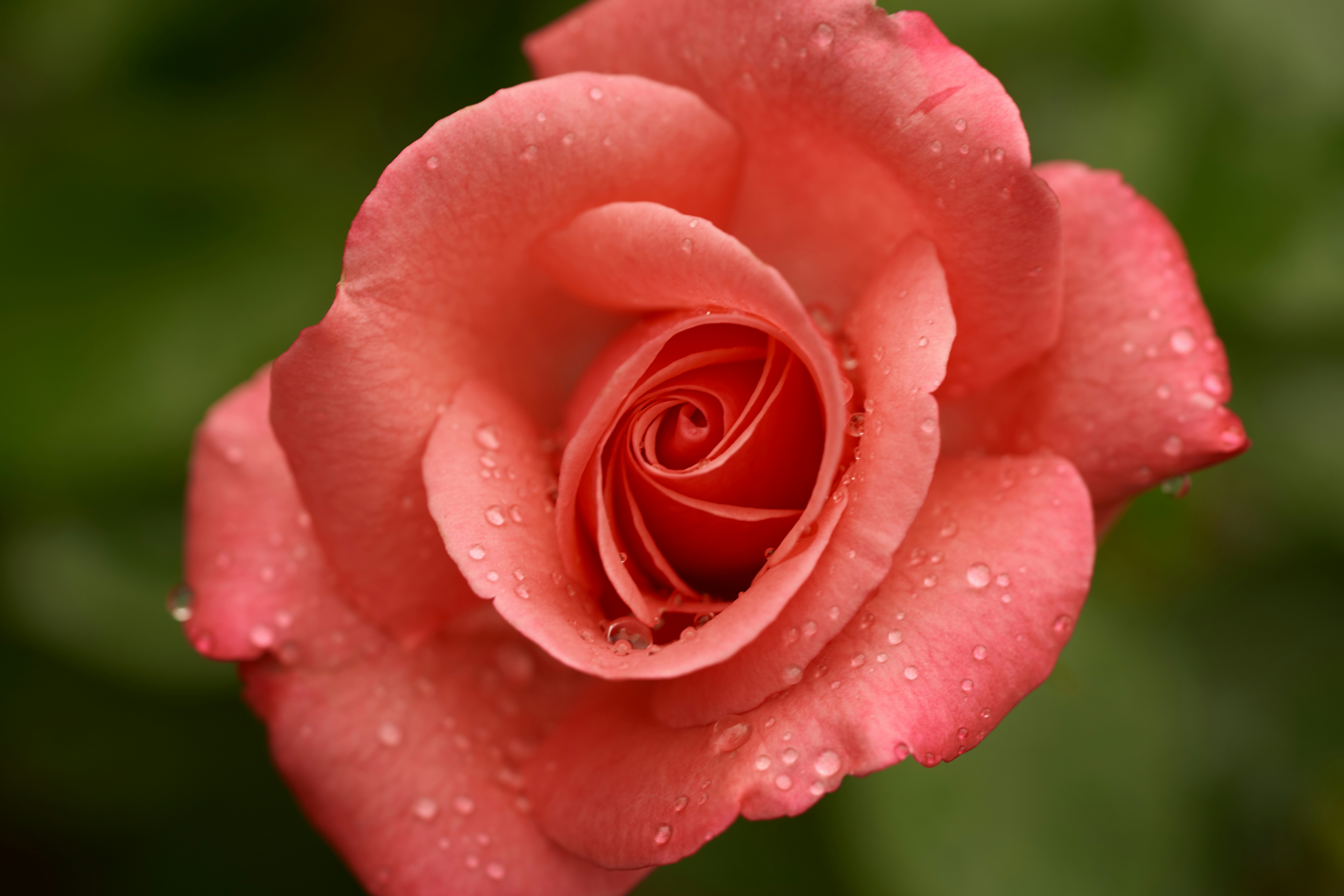 Dew-Kissed Pink: Macro Portrait of the Rose's Spiral Core