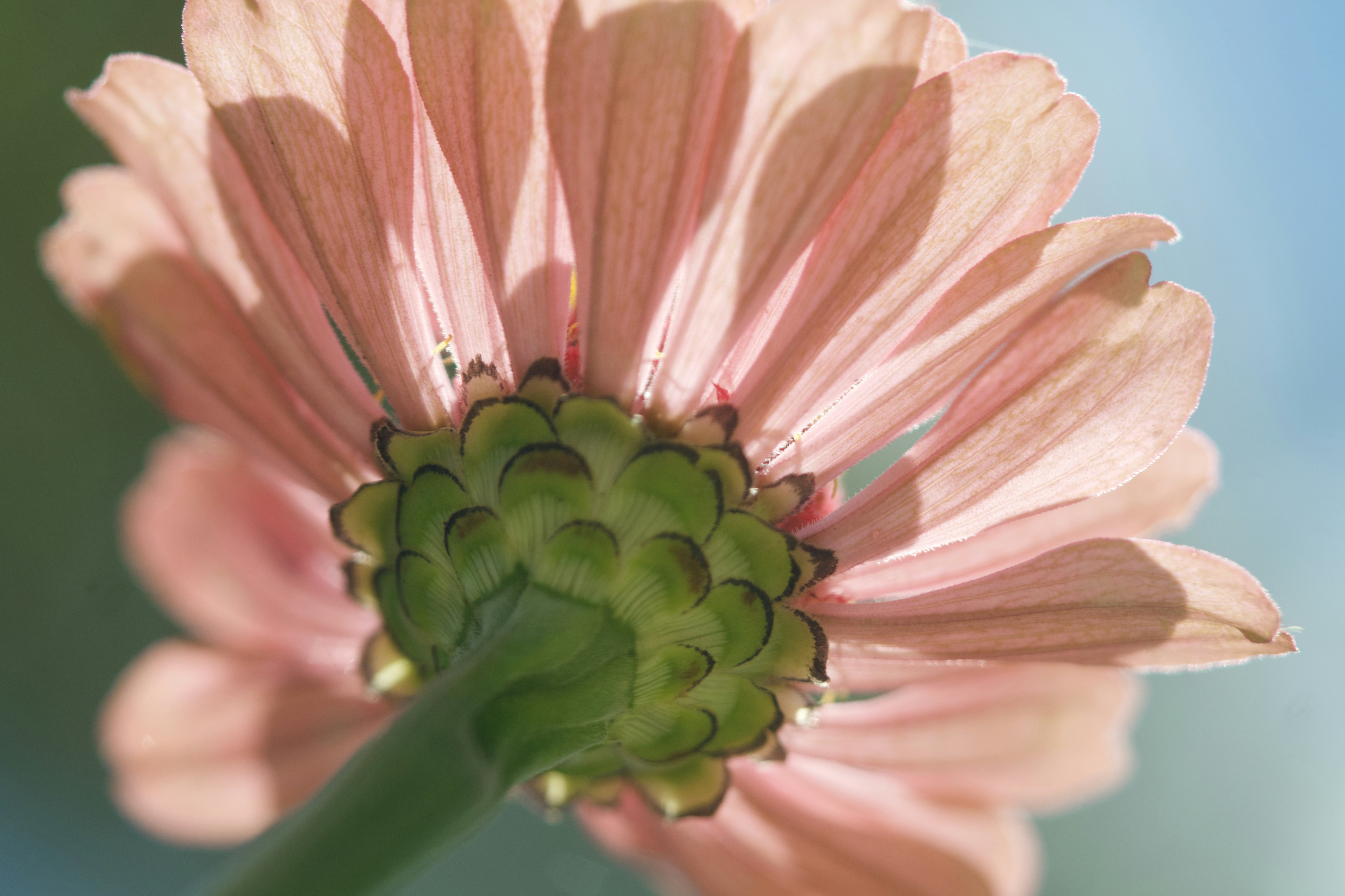 Emerald Core and Rosy Petals: A Beneath-the-Bloom Macro Portrait