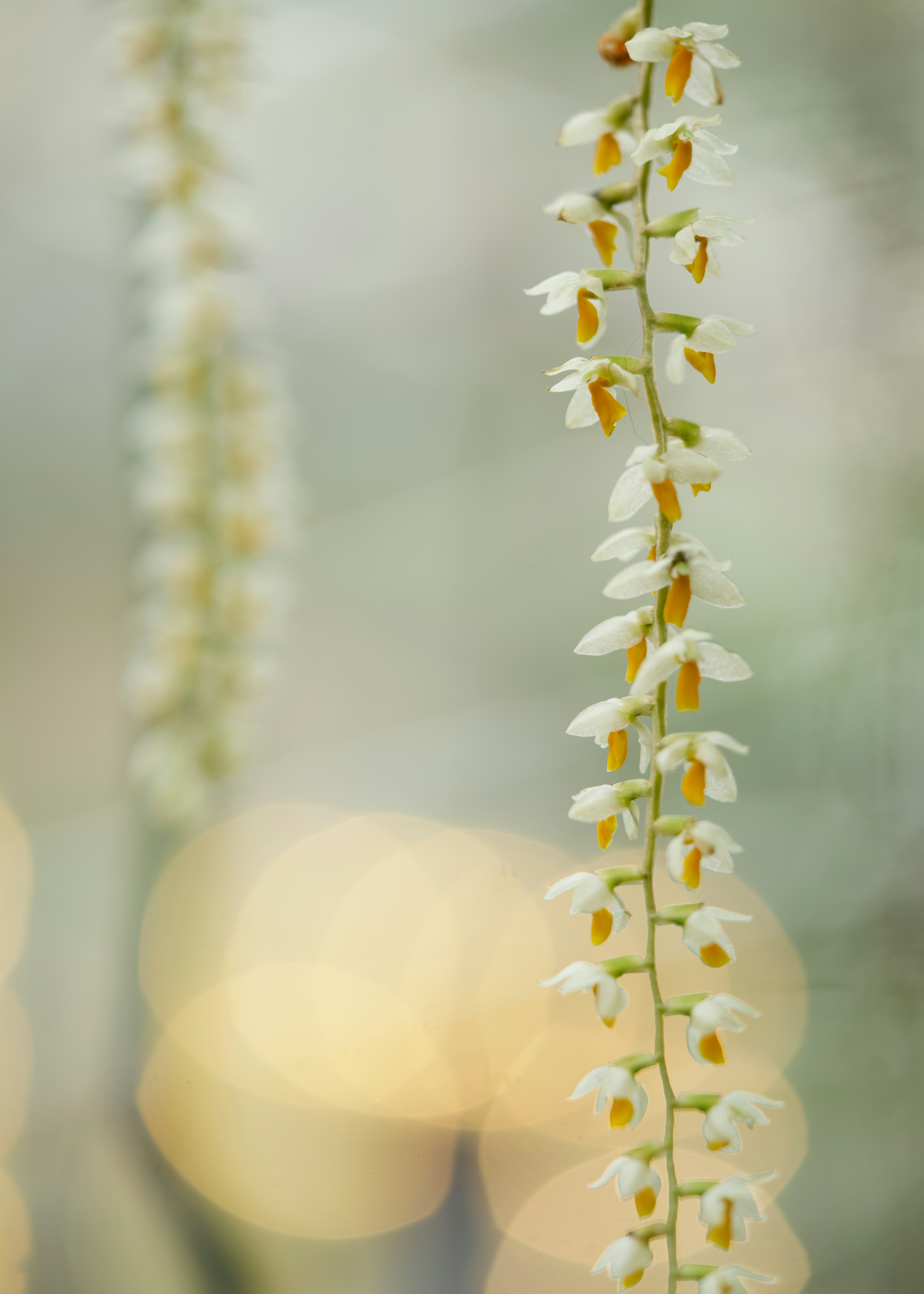Vertical Lace: A Delicate Spike of White and Amber Blooms in Soft Bokeh
