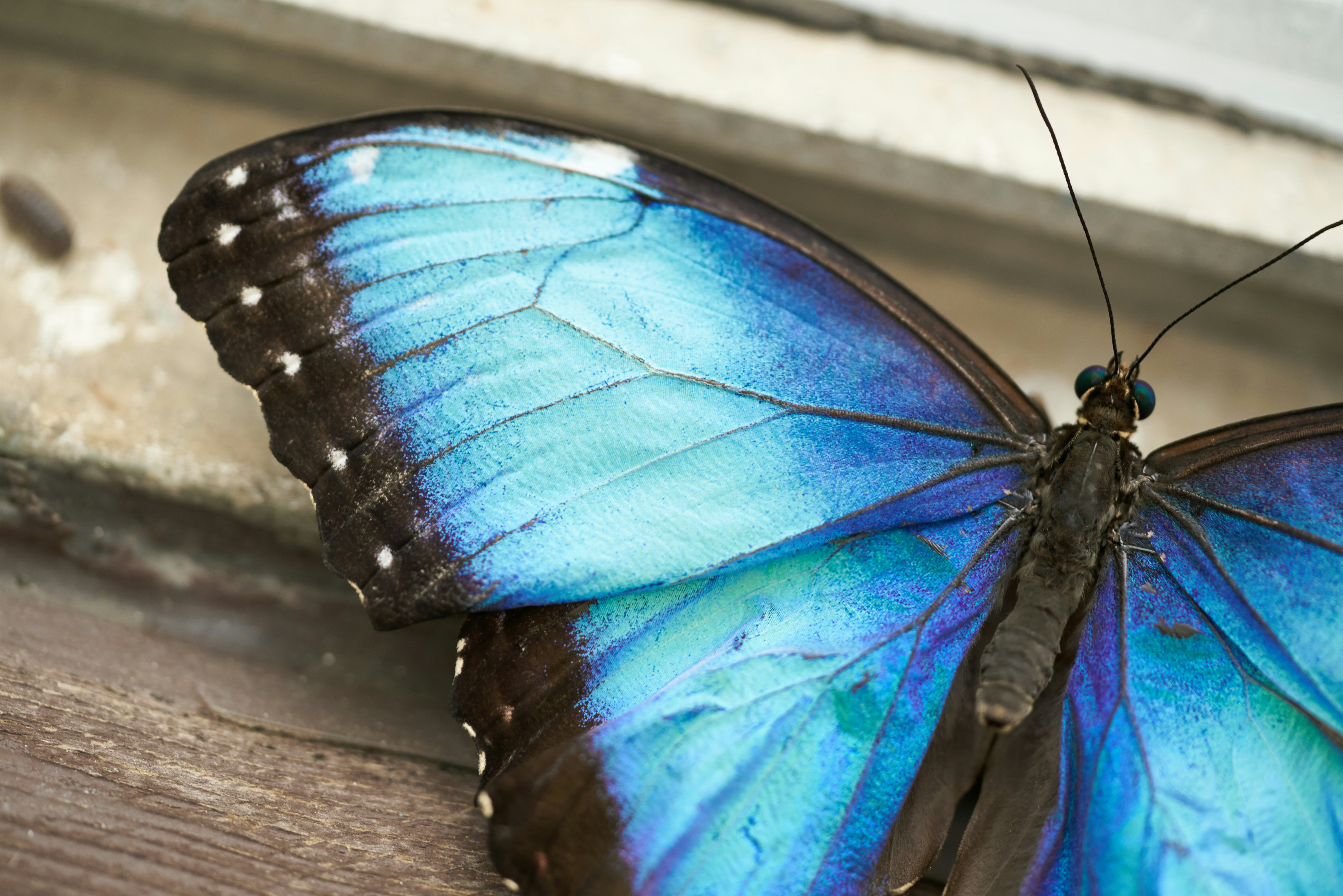 A blue butterfly sitting on a window sill photo – Free Animal Image on ...