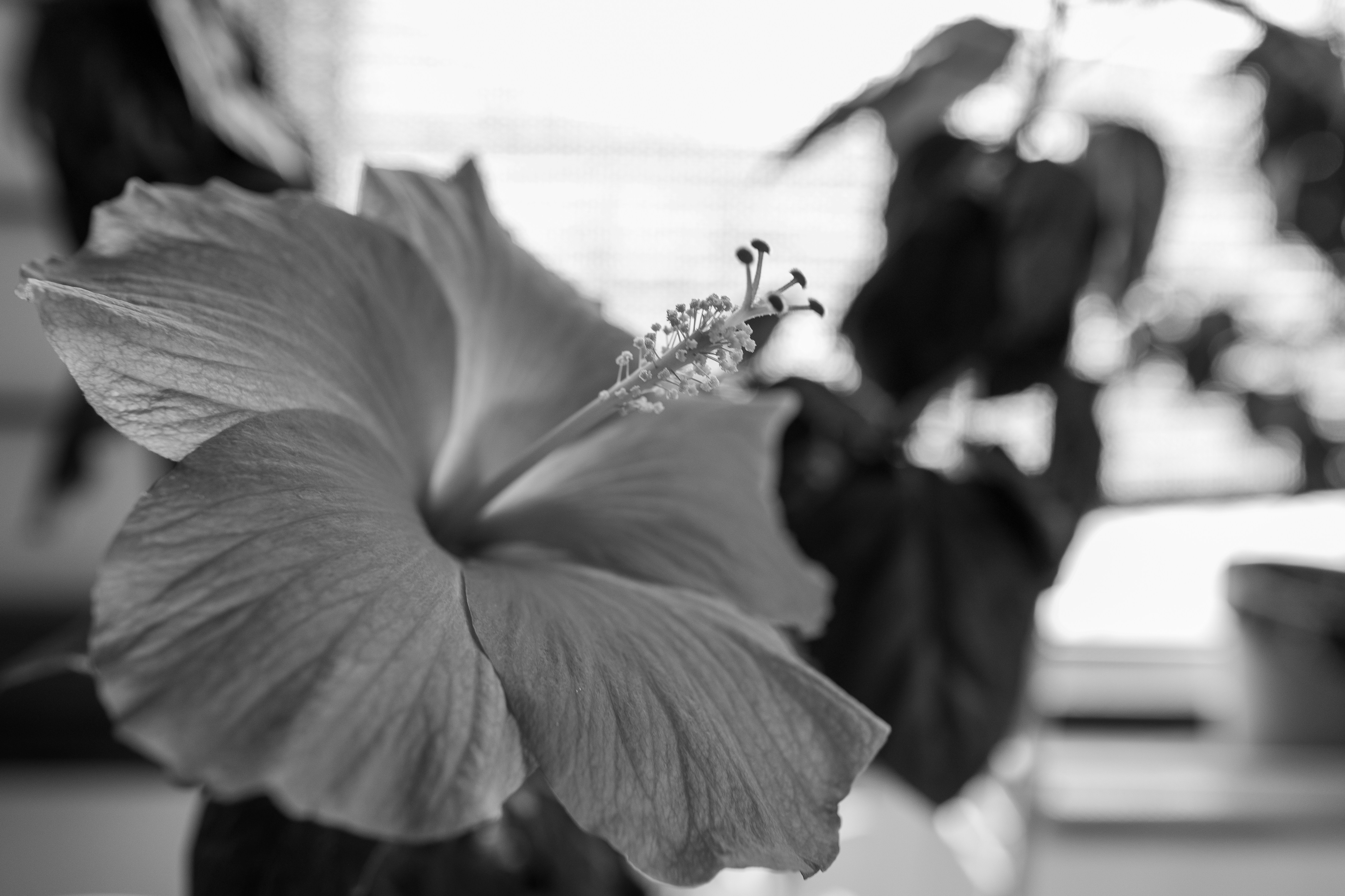 Monochrome Hibiscus: Delicate Stamen in Sharp Focus