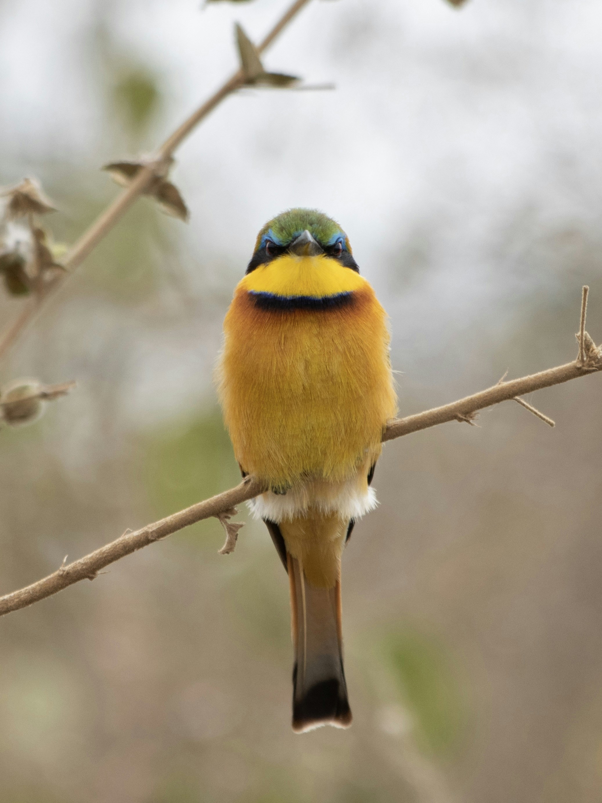 Little Bee-eater🇰🇪
