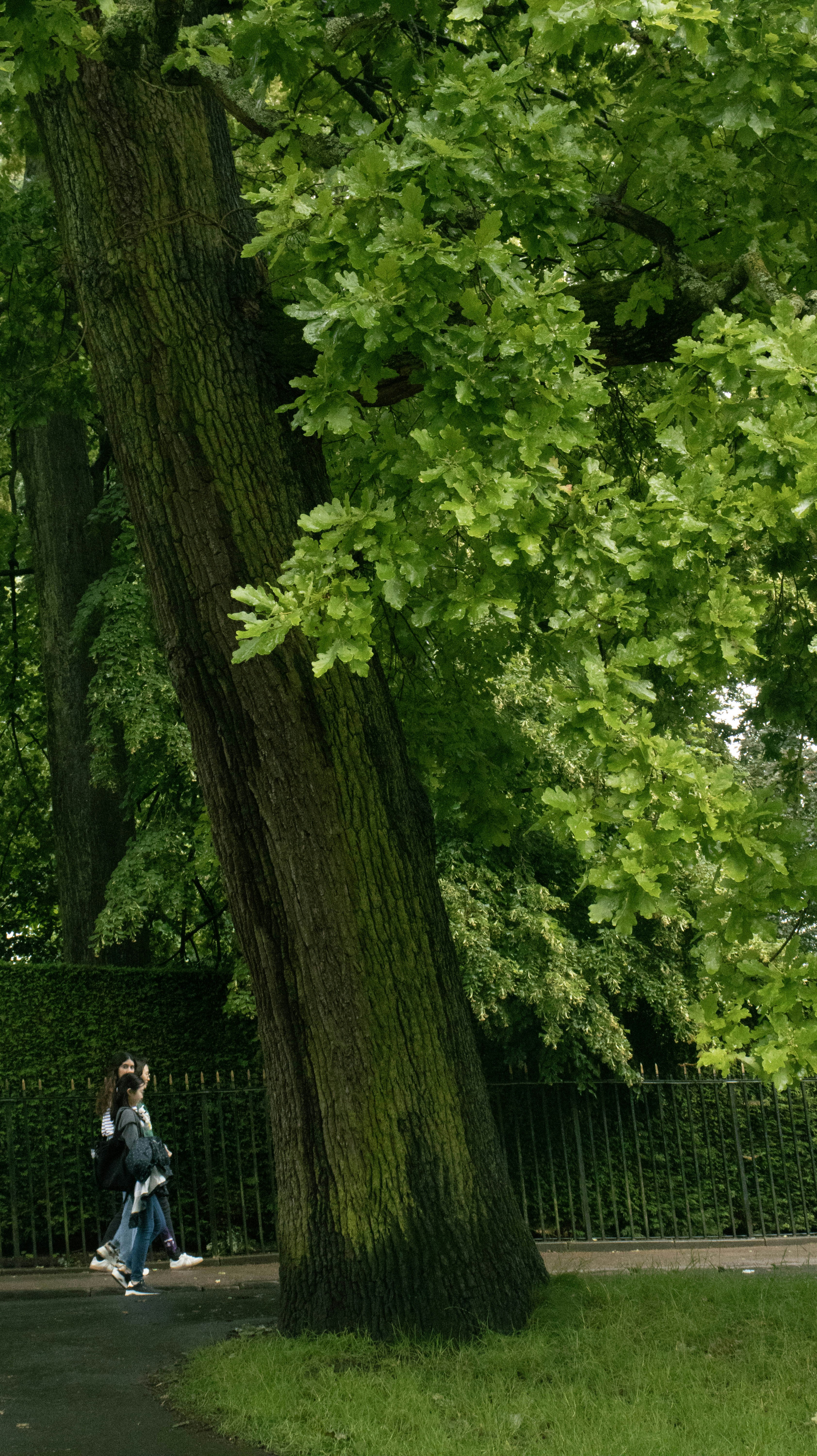Two pedestrians stroll past a mossy tree trunk in a sunlit park