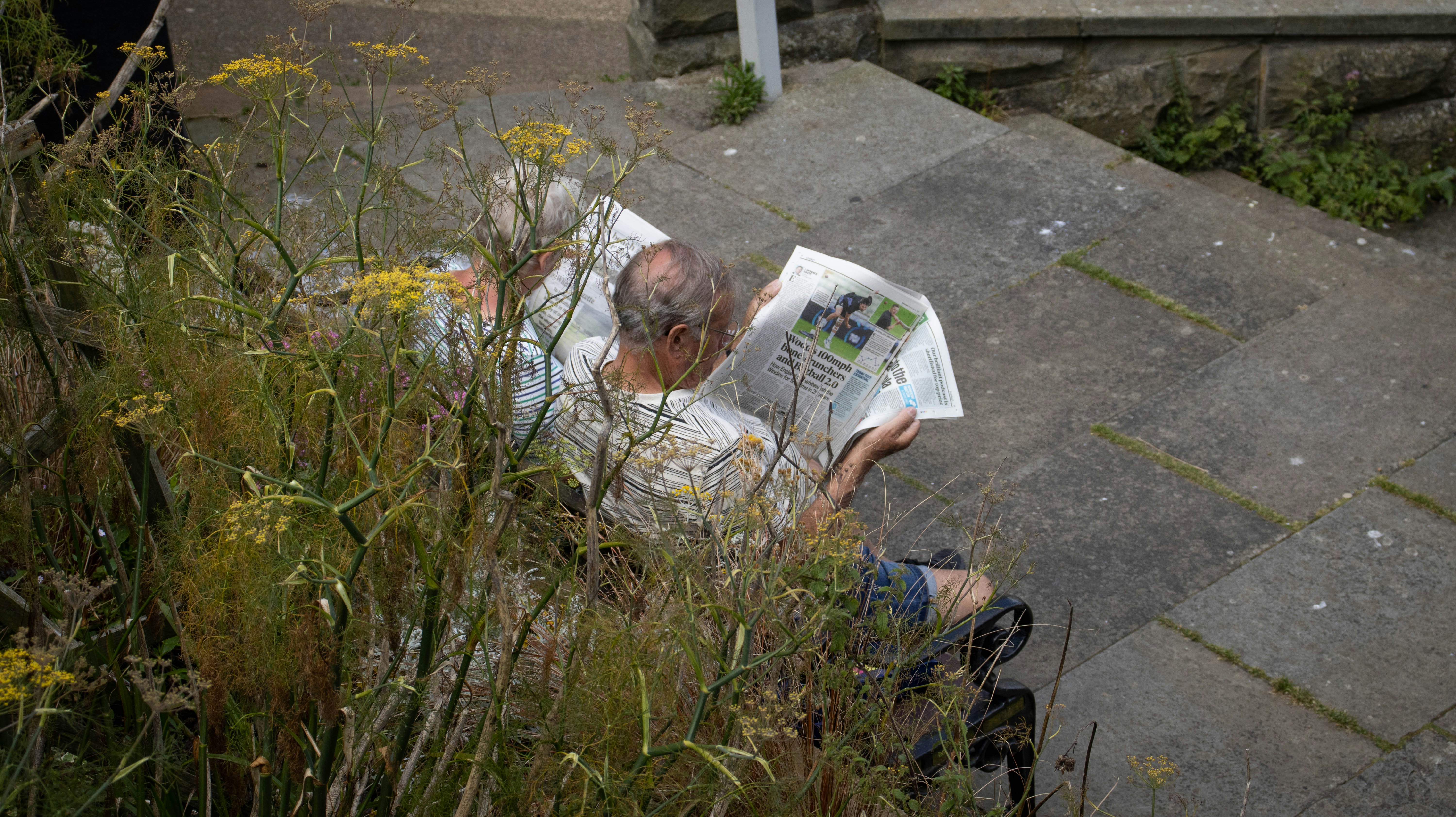 Quiet Respite on Weathered Steps Framed by Wildflowers