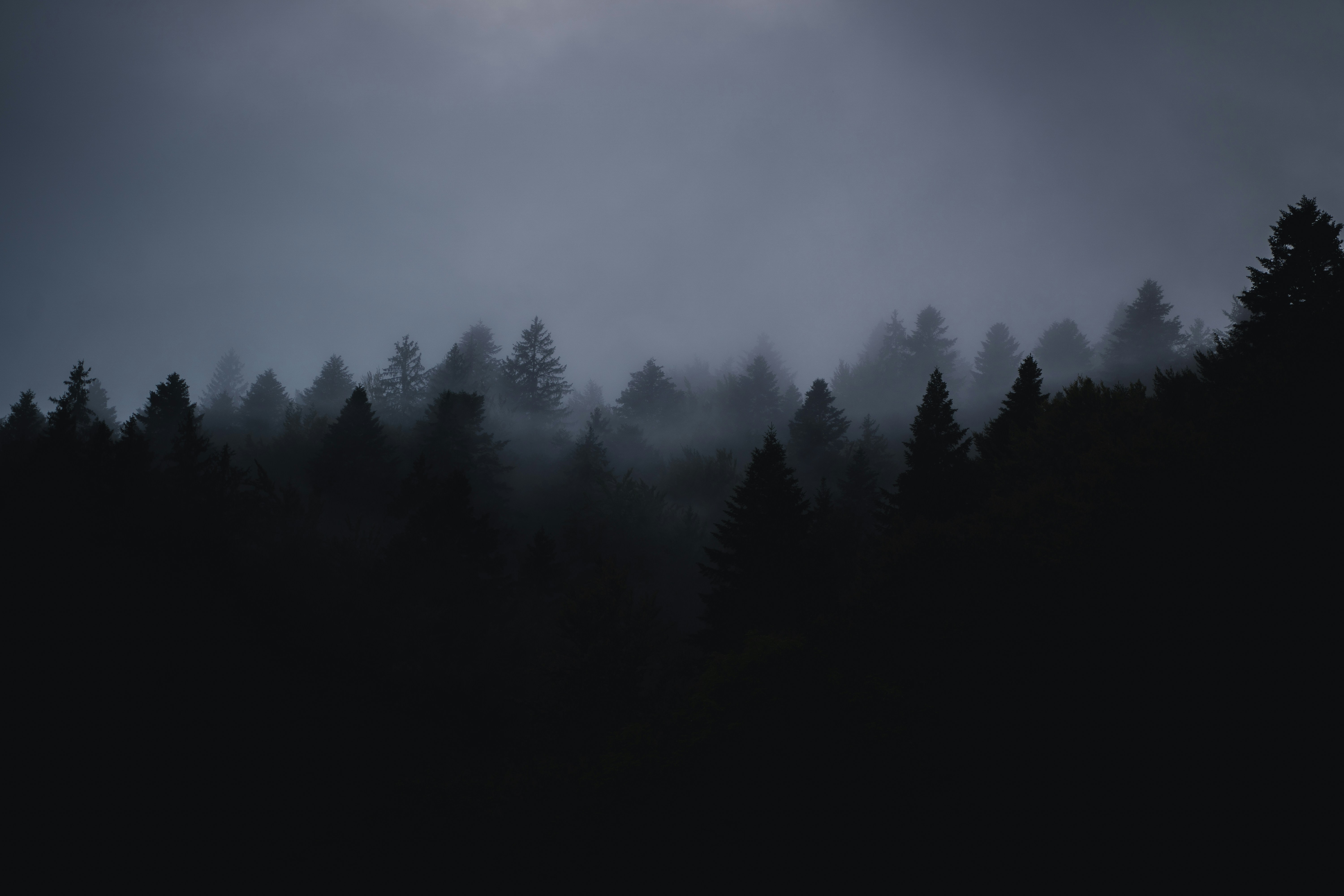 A dark forest with a full moon in the sky photo – Free Nature Image on ...