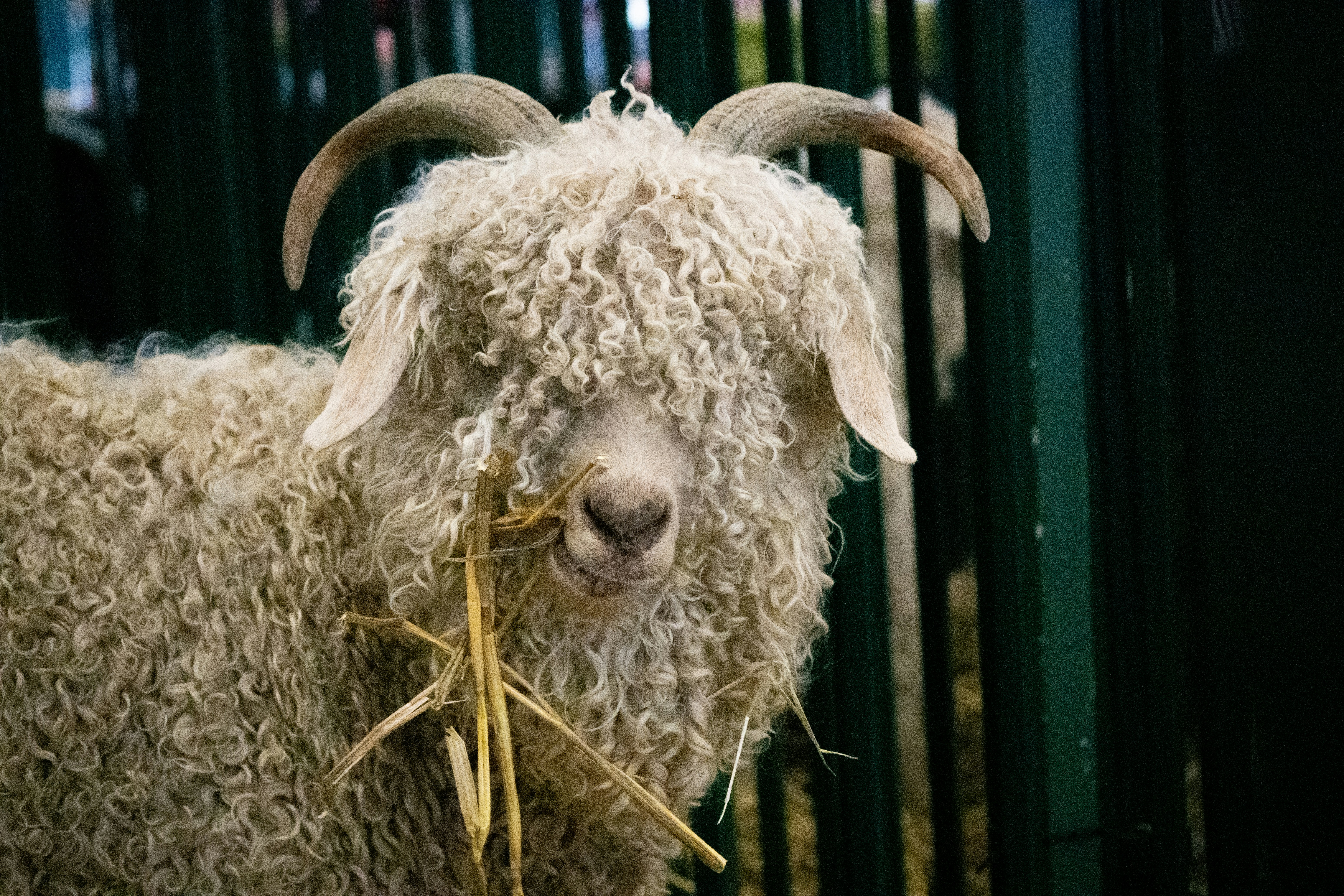 Straw-chewed Gaze: A Curly Sheep at the Feed Gate