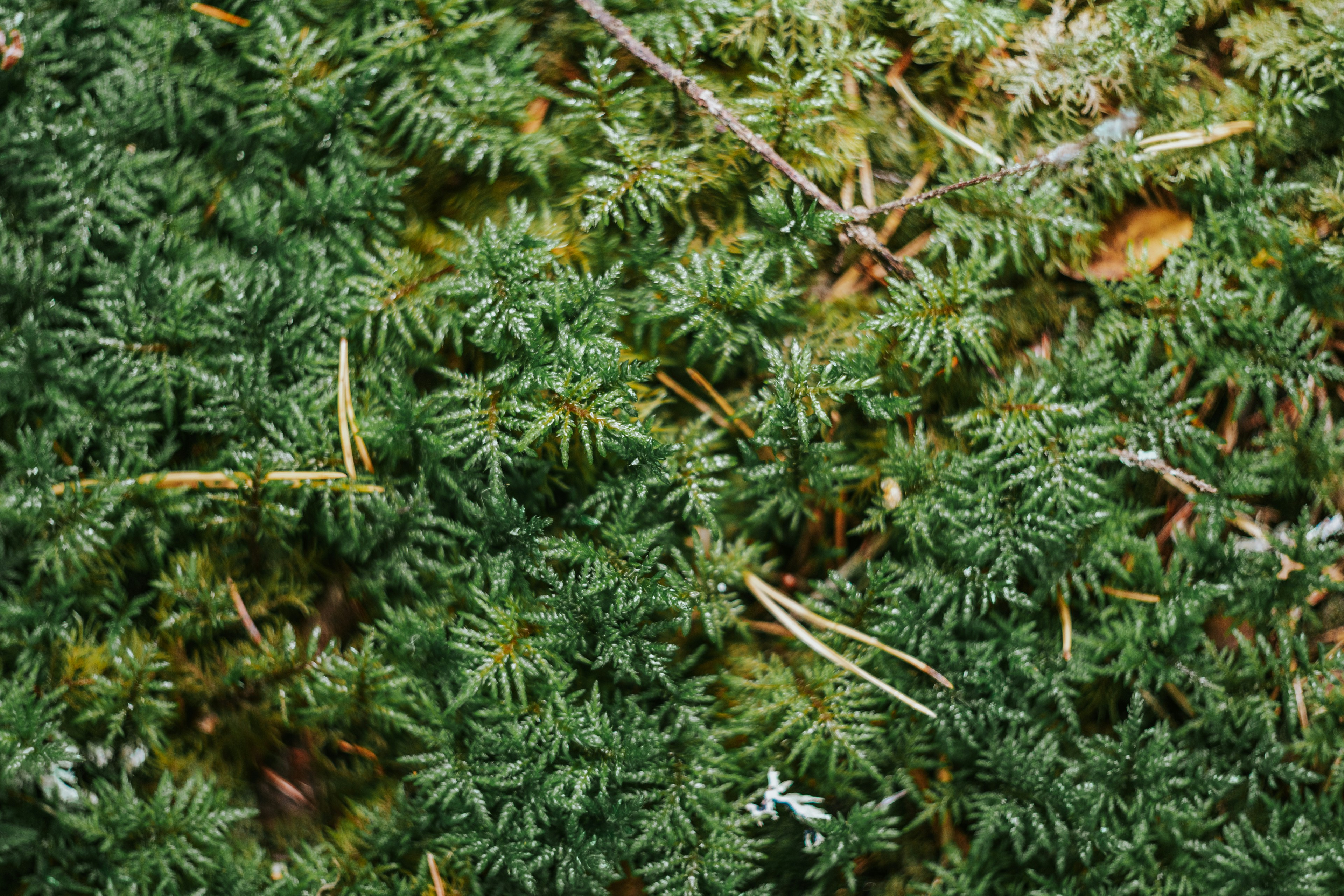 Close-up of dense evergreen foliage and pine needles with a few scattered dried needles in the frame. This is a natural texture image focusing on plant detail and green hues.