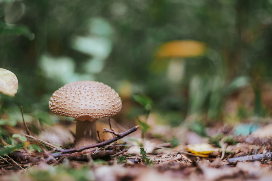 A small tan mushroom with a textured cap rises from a bed of leaves and twigs, with soft green forest blur behind it. Another pale mushroom is partially visible at the left edge.