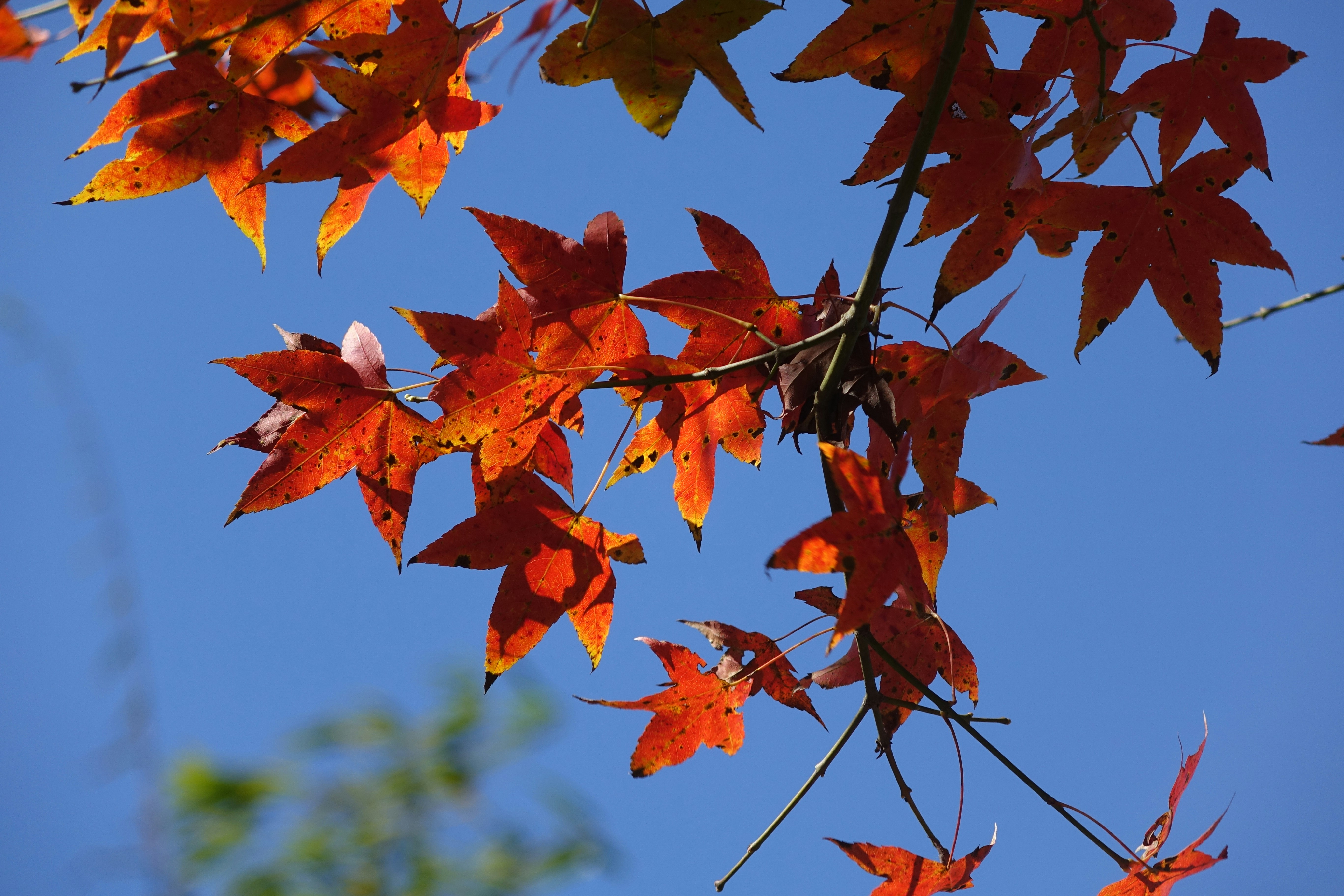 Photo by Arthur Tseng with Sony Cyber-shot RX10 II