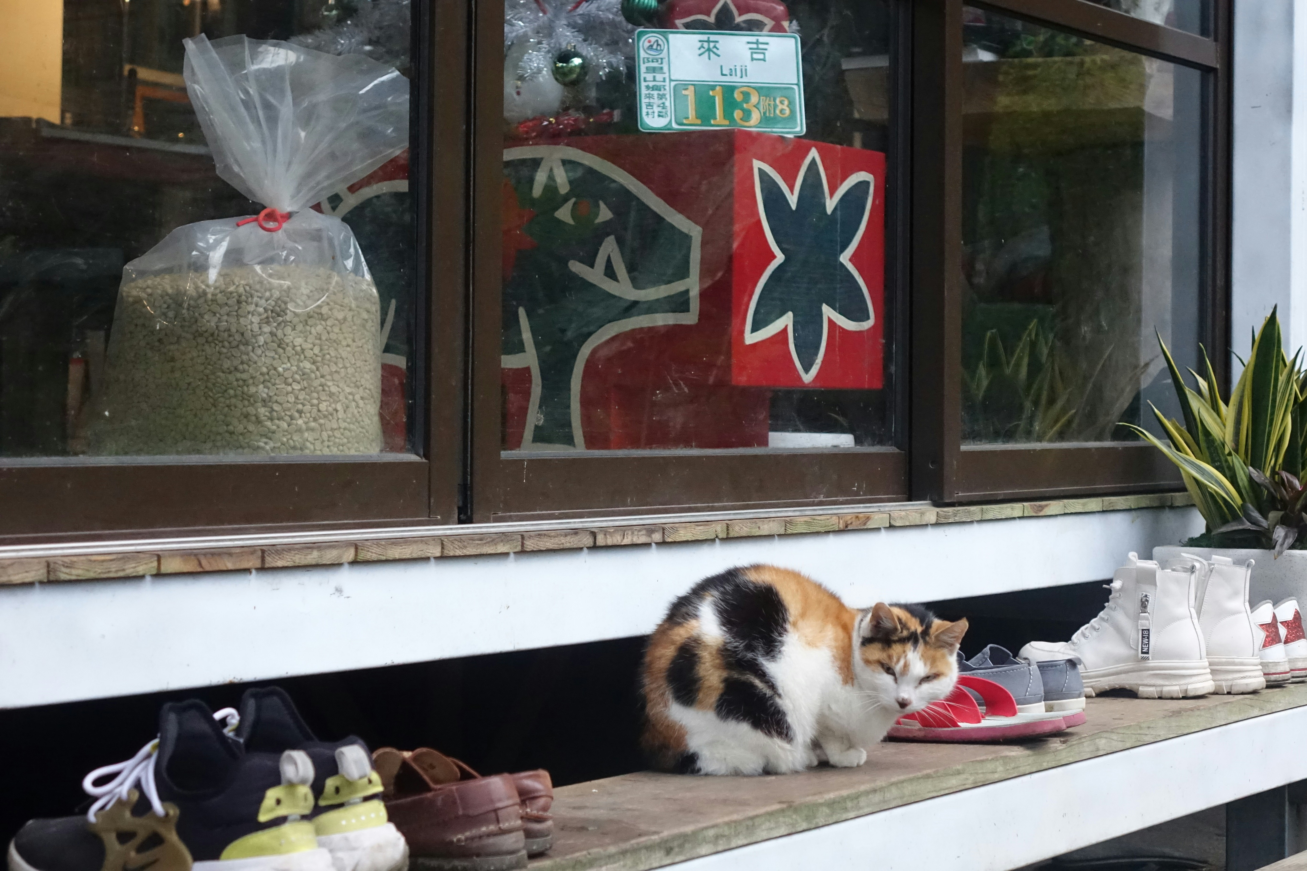 Calico Cat on the Threshold of a Quiet Shop
