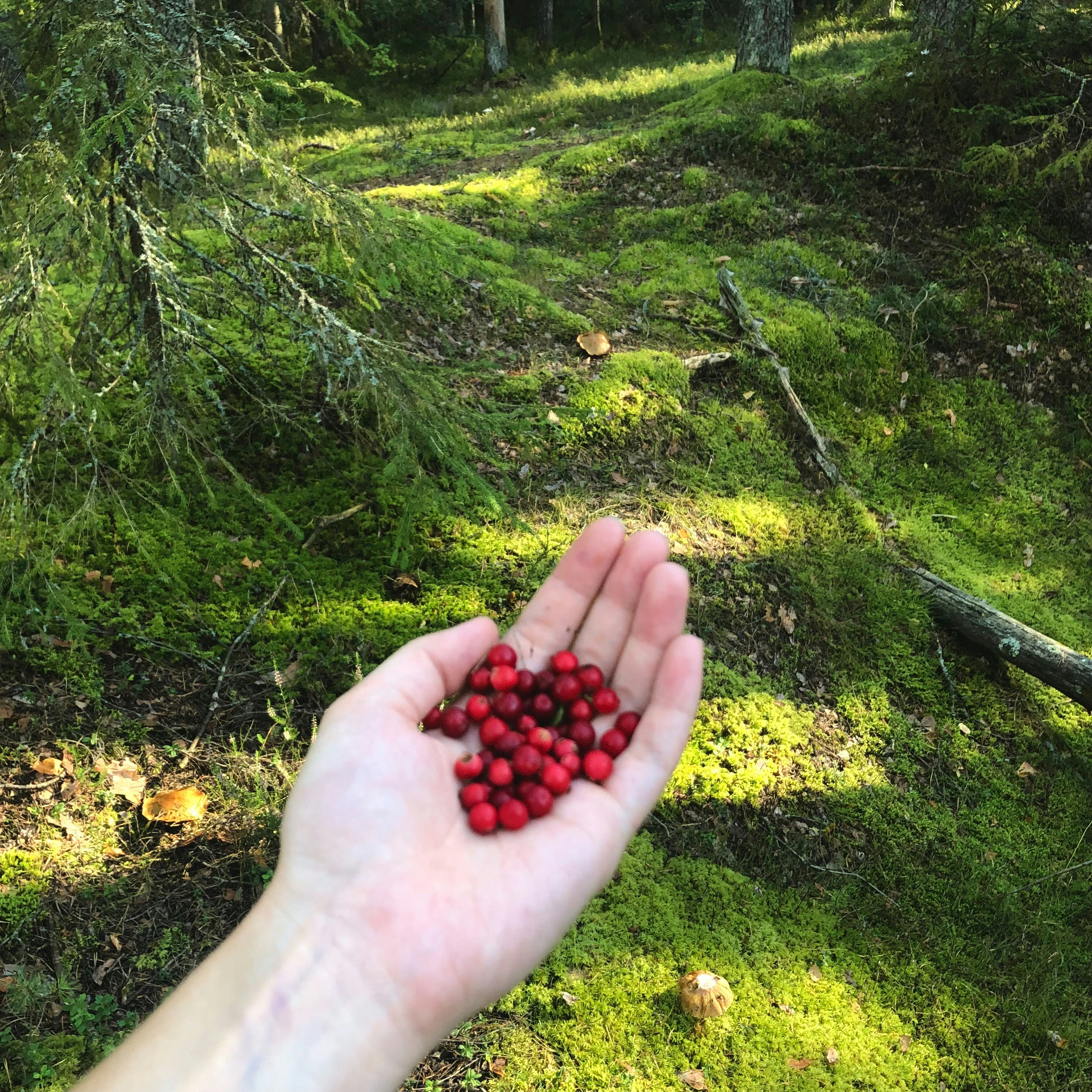 Crimson Handful: Berries Resting on a Mossy Forest Floor