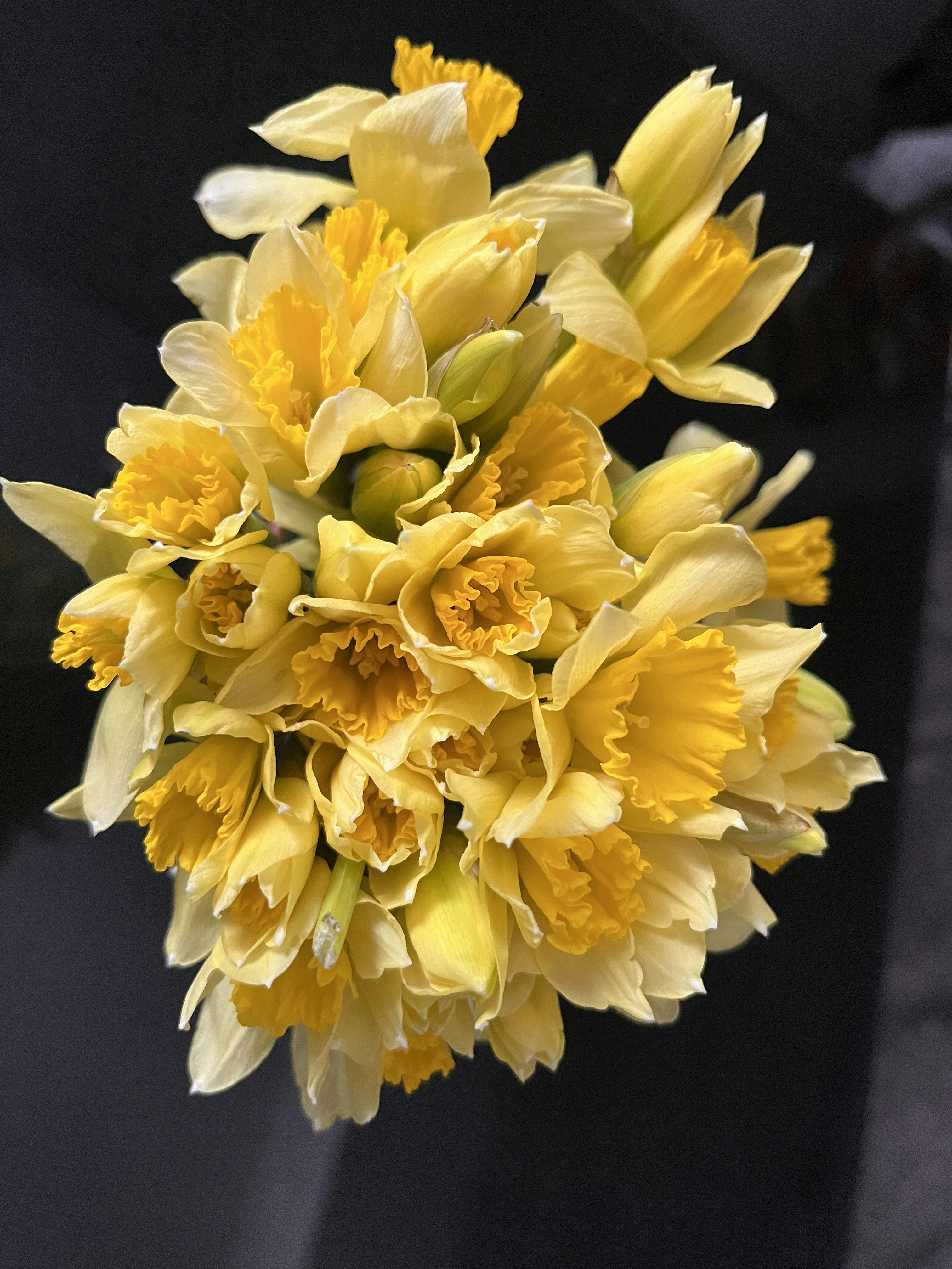 This is a bouquet of yellow daffodils