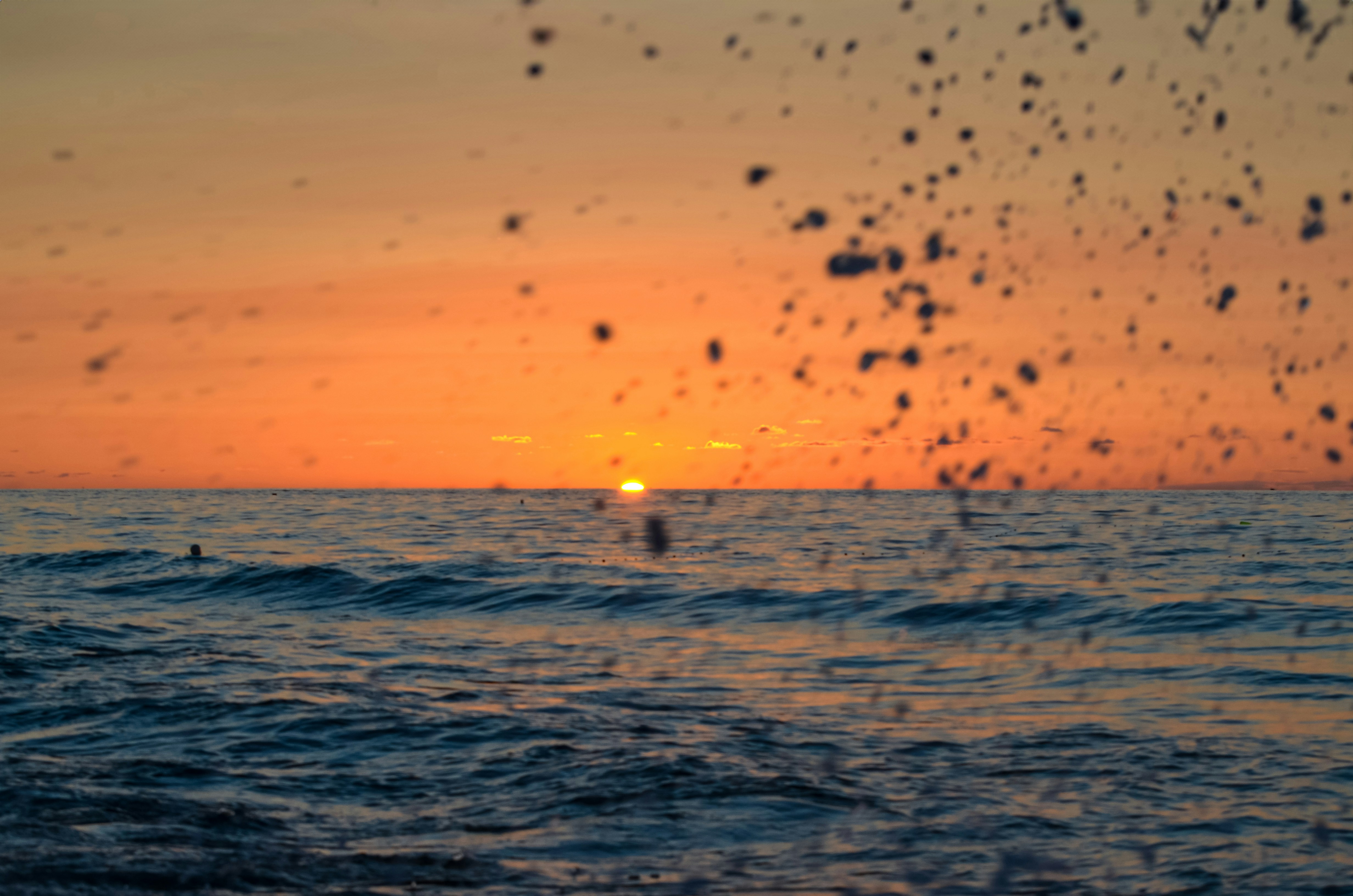 Horizon at Firelight: Birds Across a Quiet Ocean