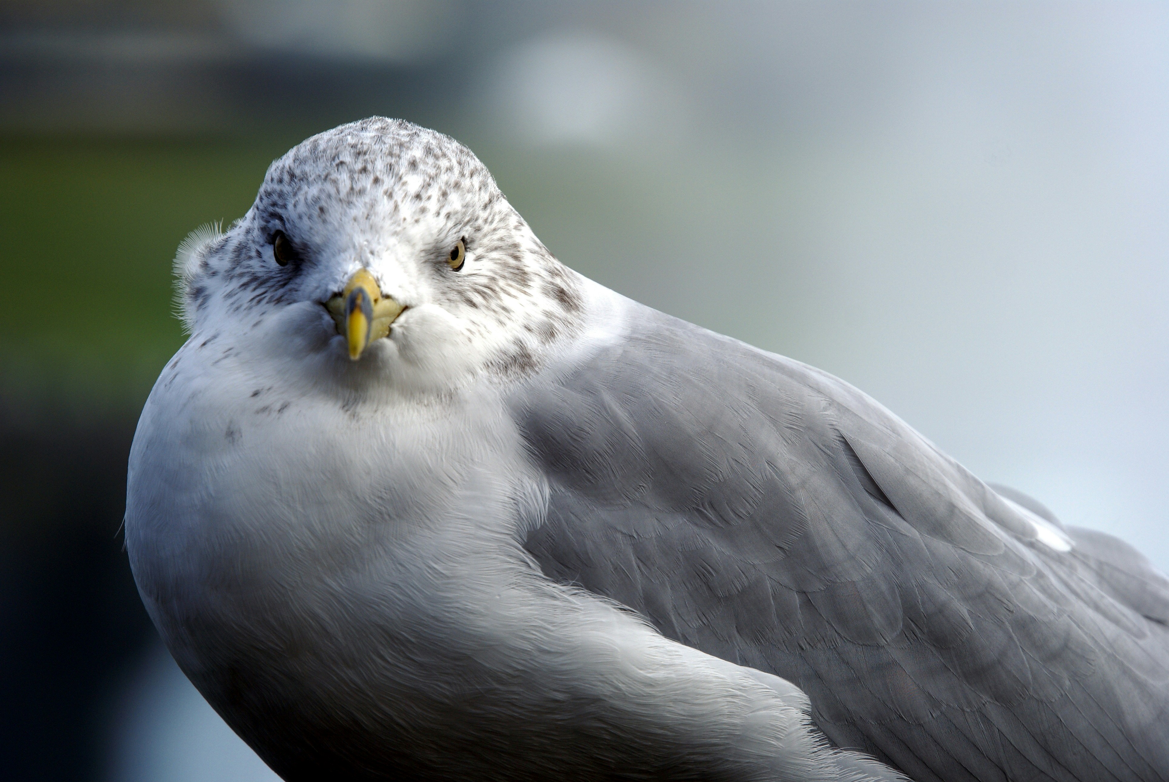 Gull's Gaze: Close-Up of a Seabird Against a Quiet Harbor Blur