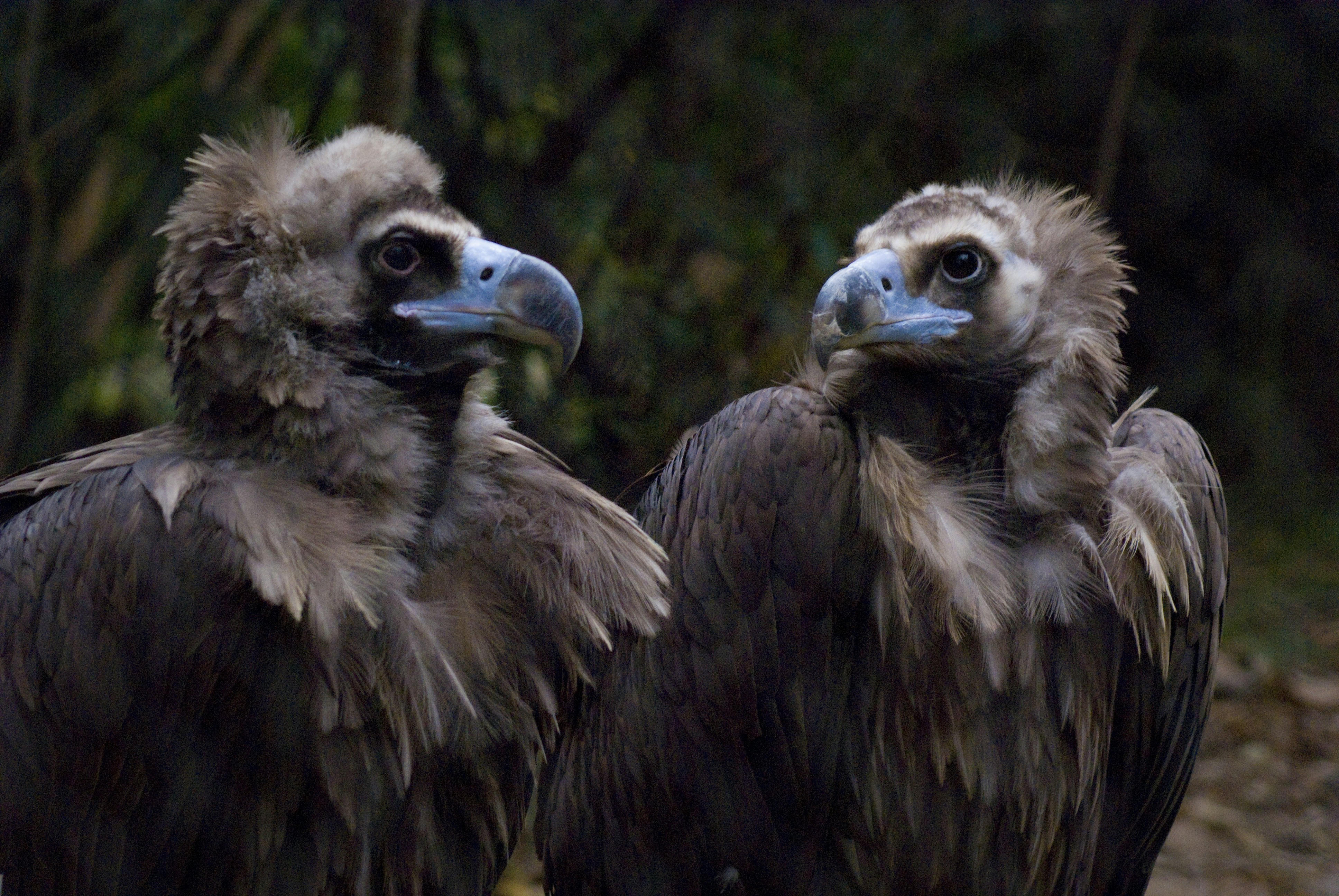 Converging Glares: Two Vultures in a Quiet Forest