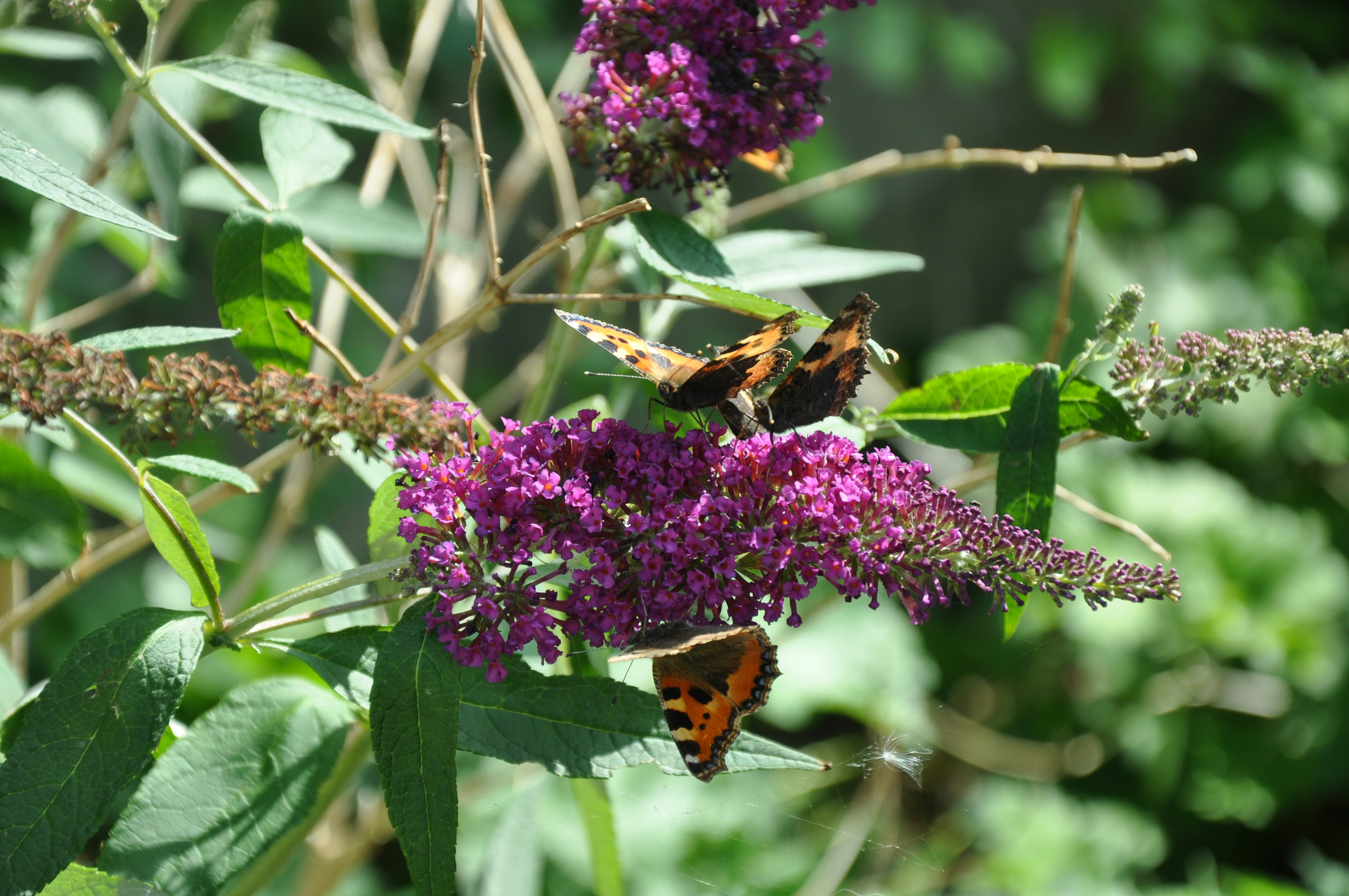 Harmony in Nature's Palette