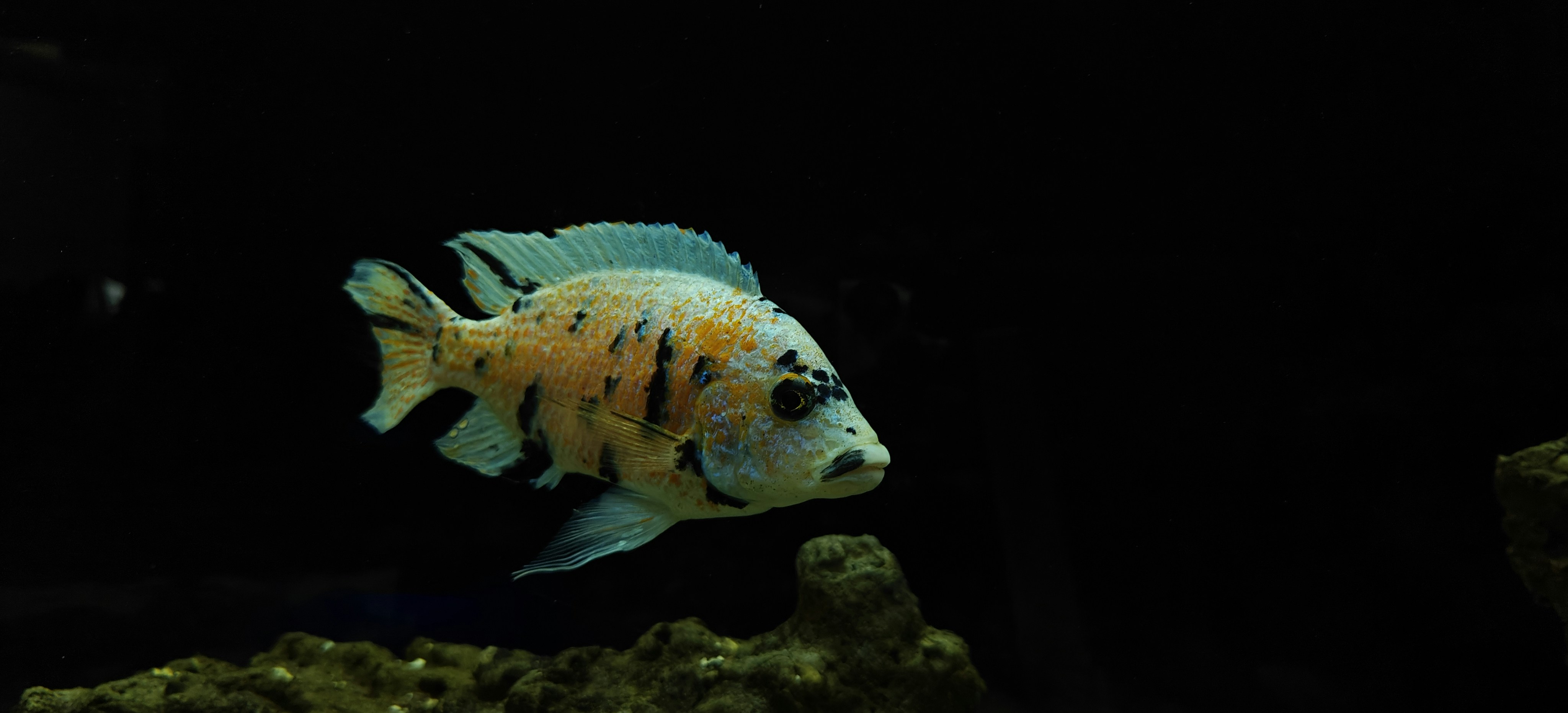 Sample photo from Realme GT 6