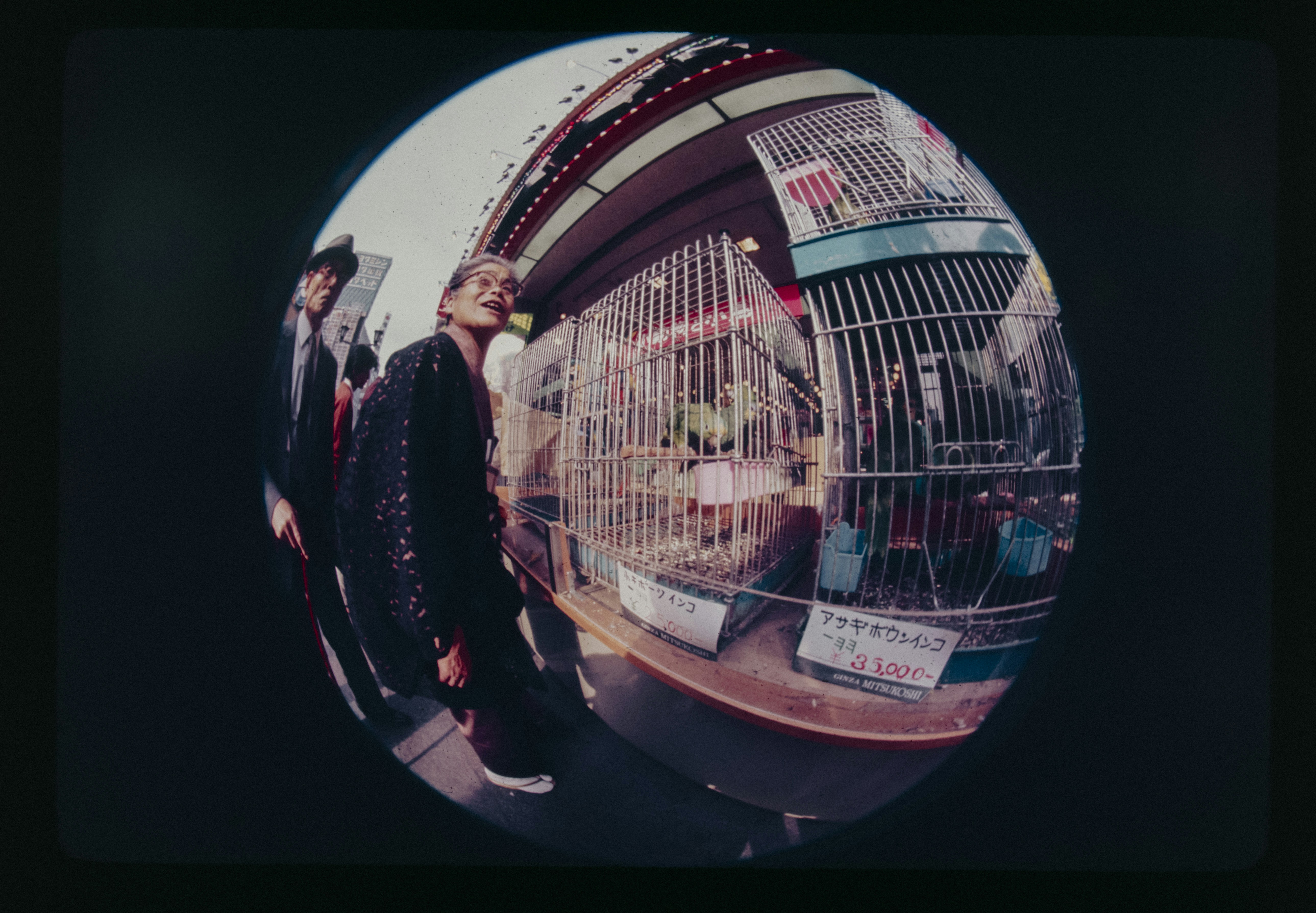 A person standing in front of a bird cage photo – Free Analog ...