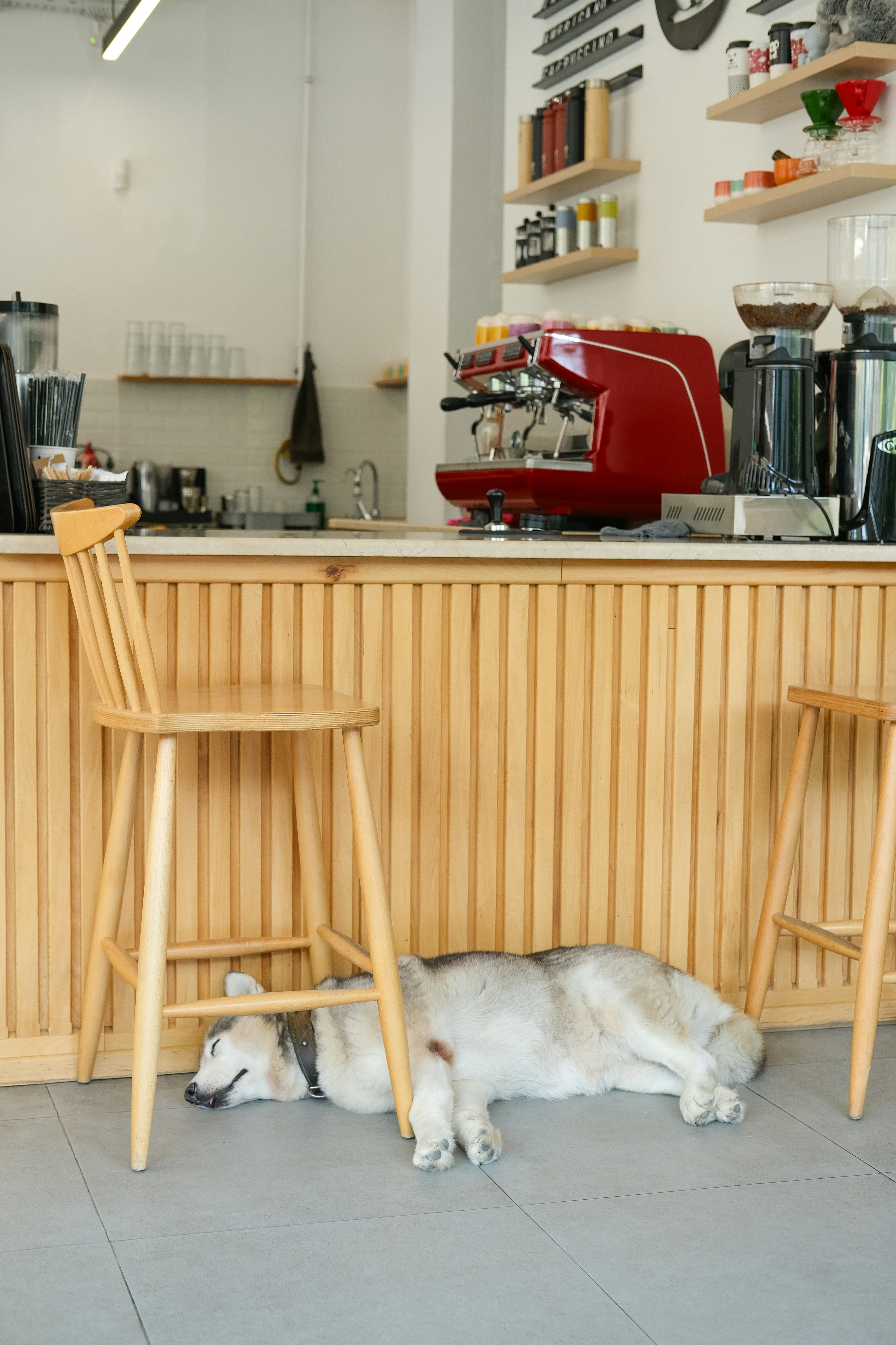 Bar-Side Slumber: A Cream-Colored Dog Resting Beneath the Crimson Espresso Machine