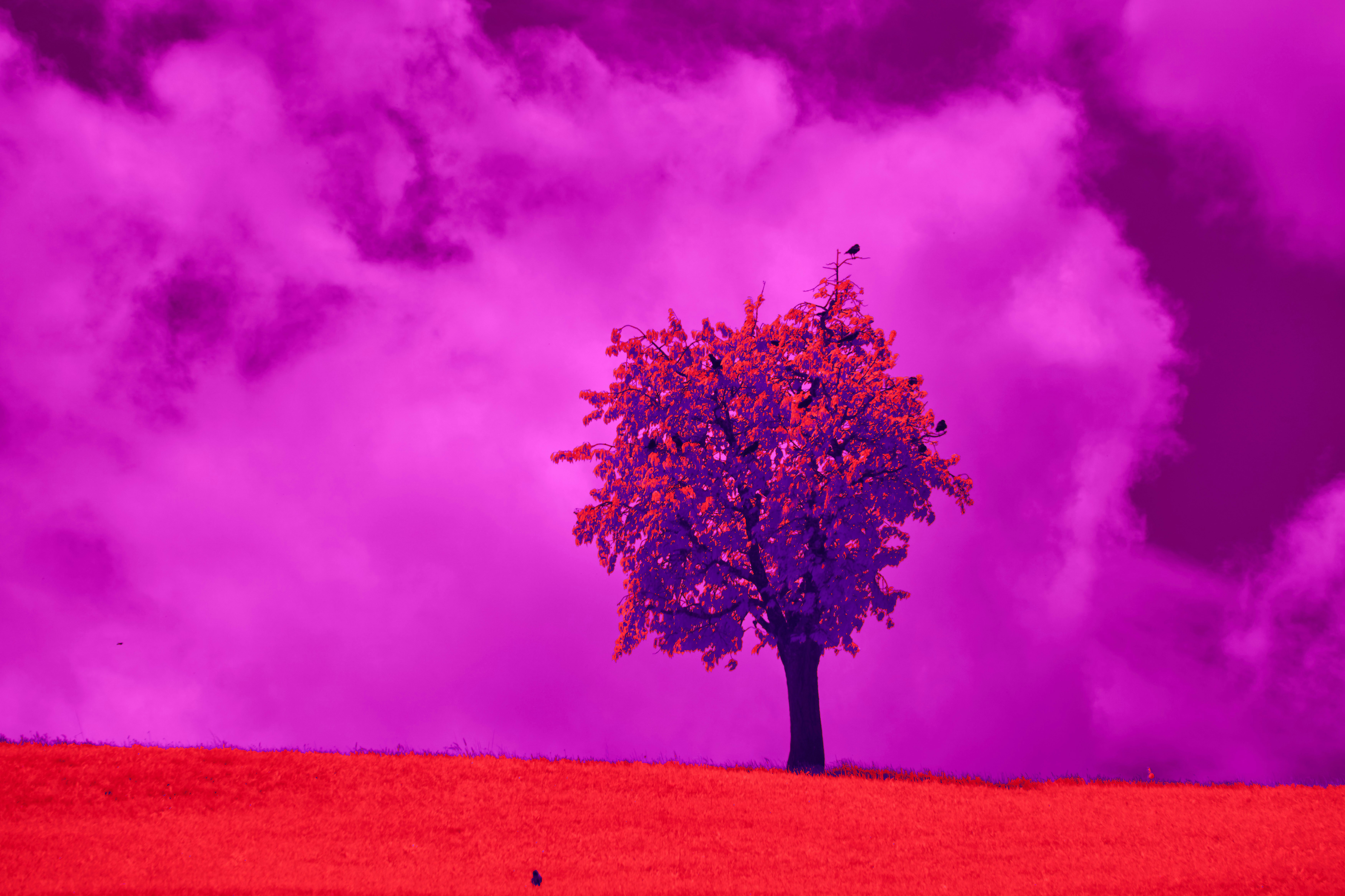 Photo by Wolfgang Hasselmann with Sony Alpha 7 IV