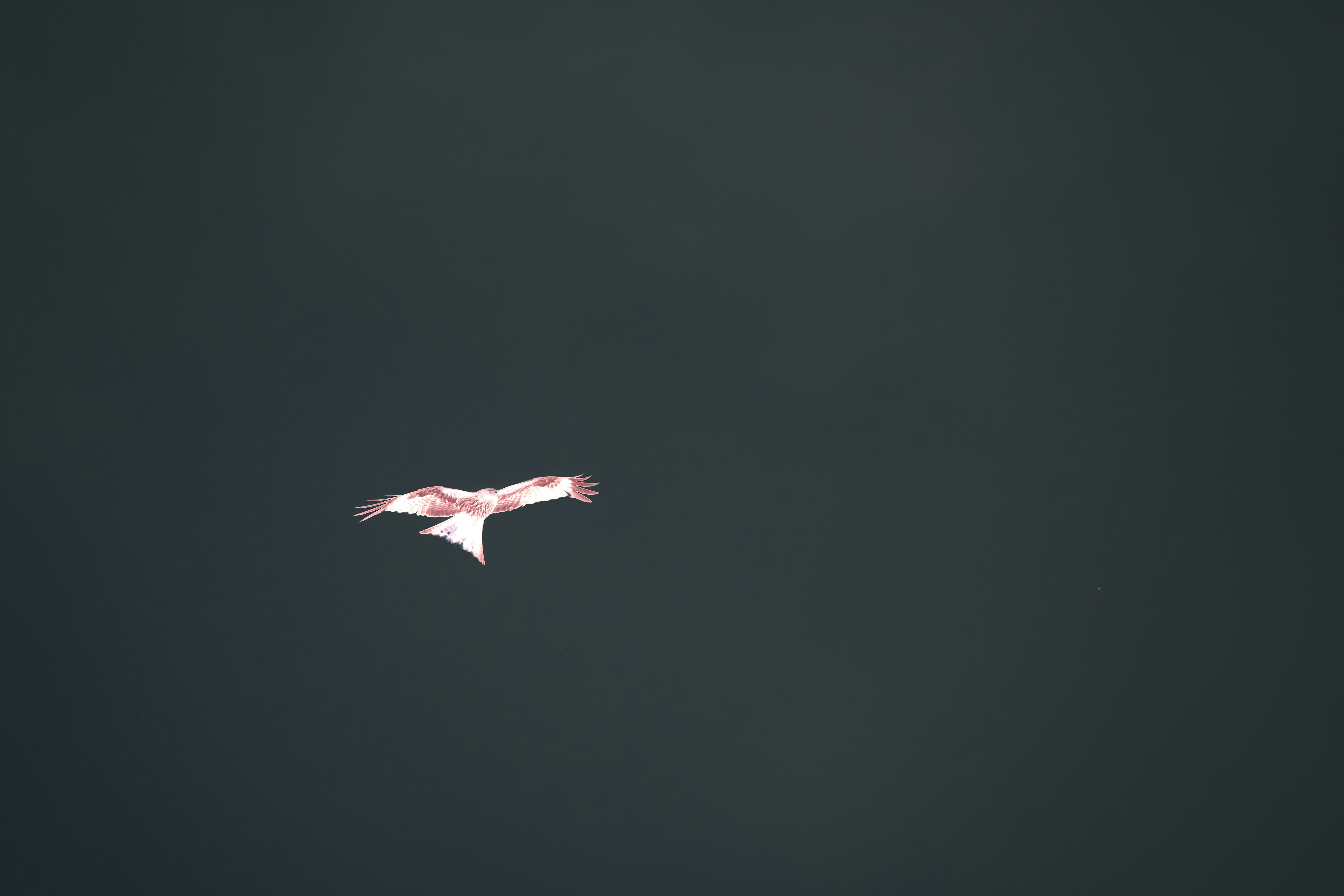 Lone Gull in Velvet Dusk