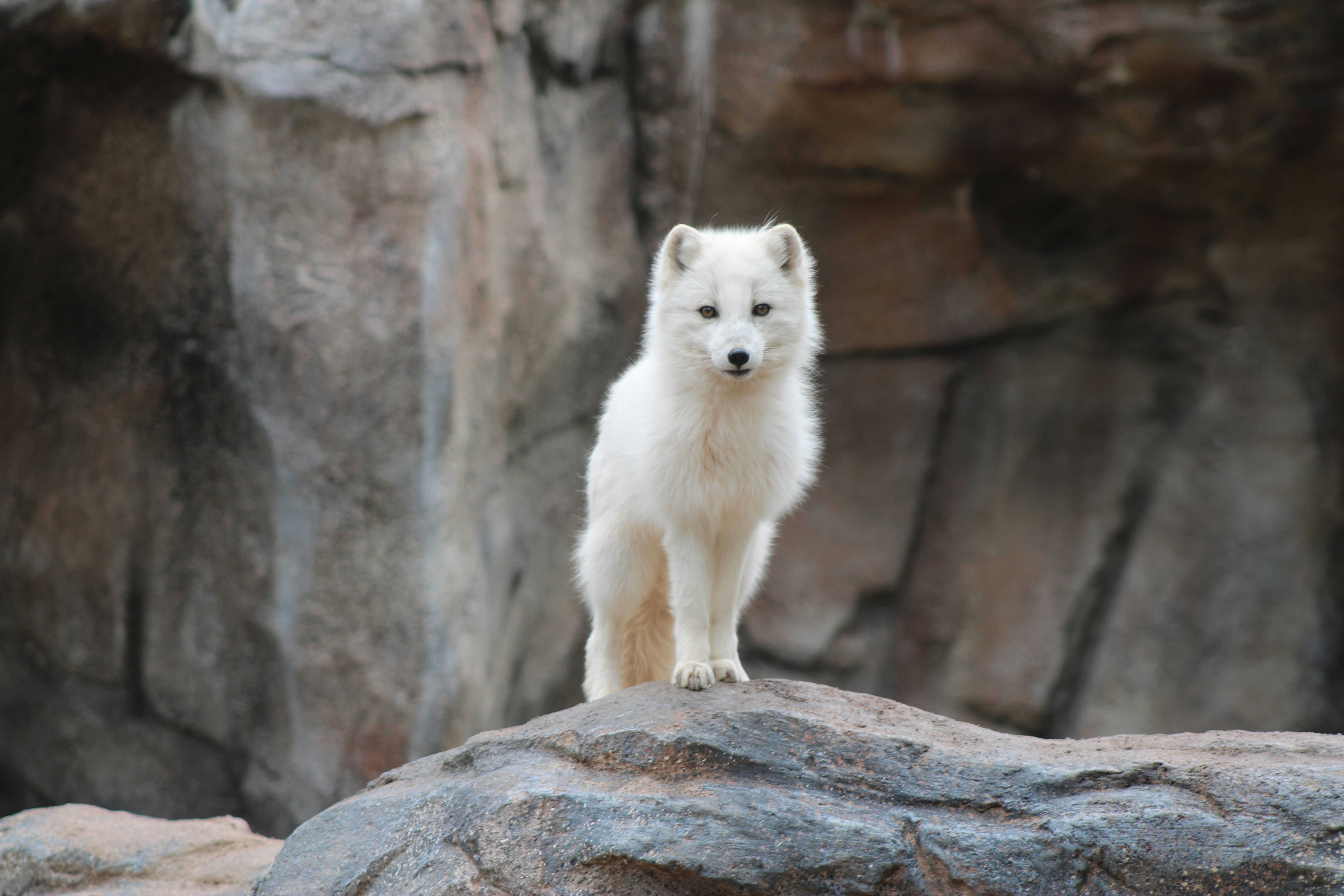 A white wolf standing on top of a large rock photo – Free Wildlife ...