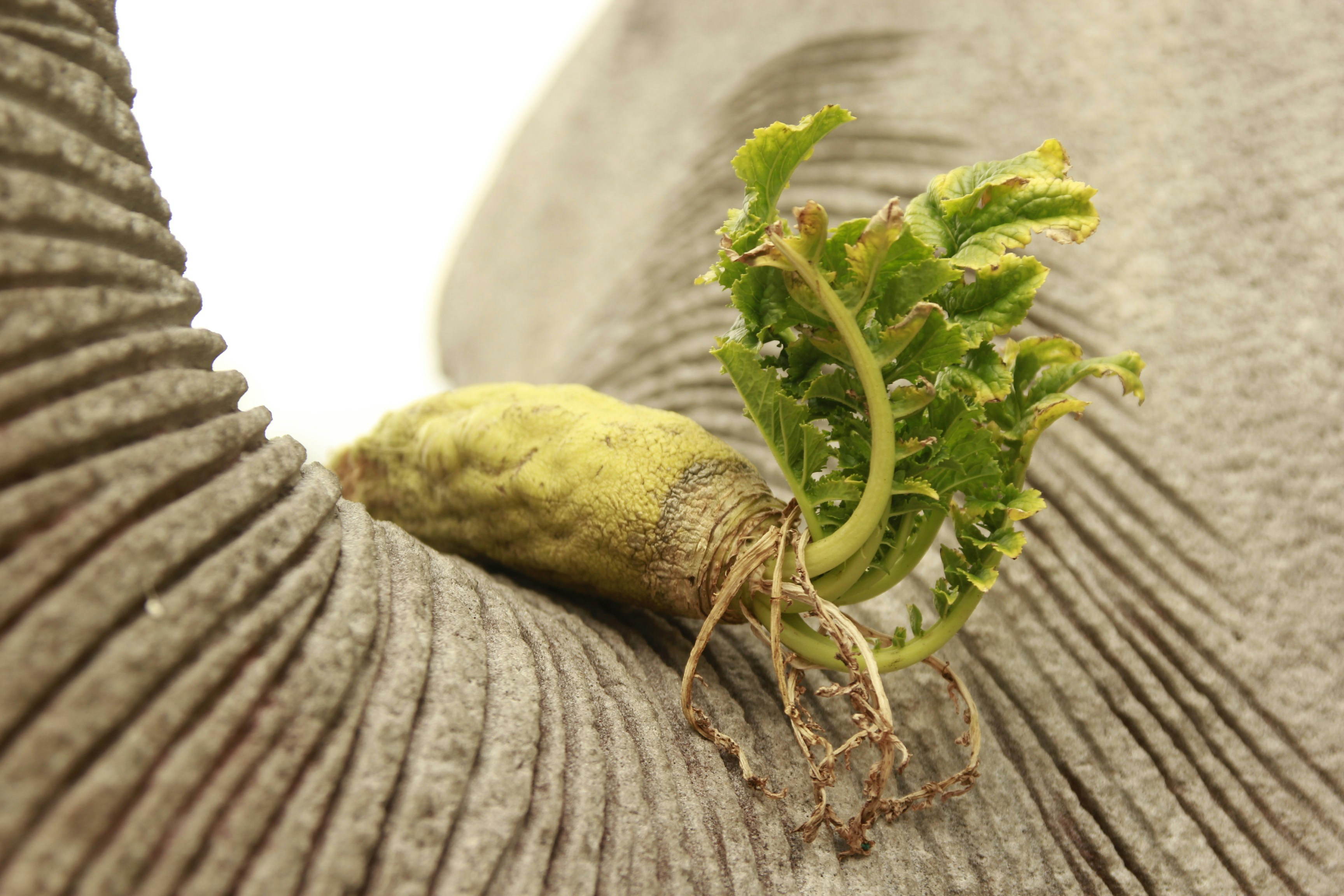 New Life on Weathered Ridges: A Sprout Emerges from the Elephant Skin