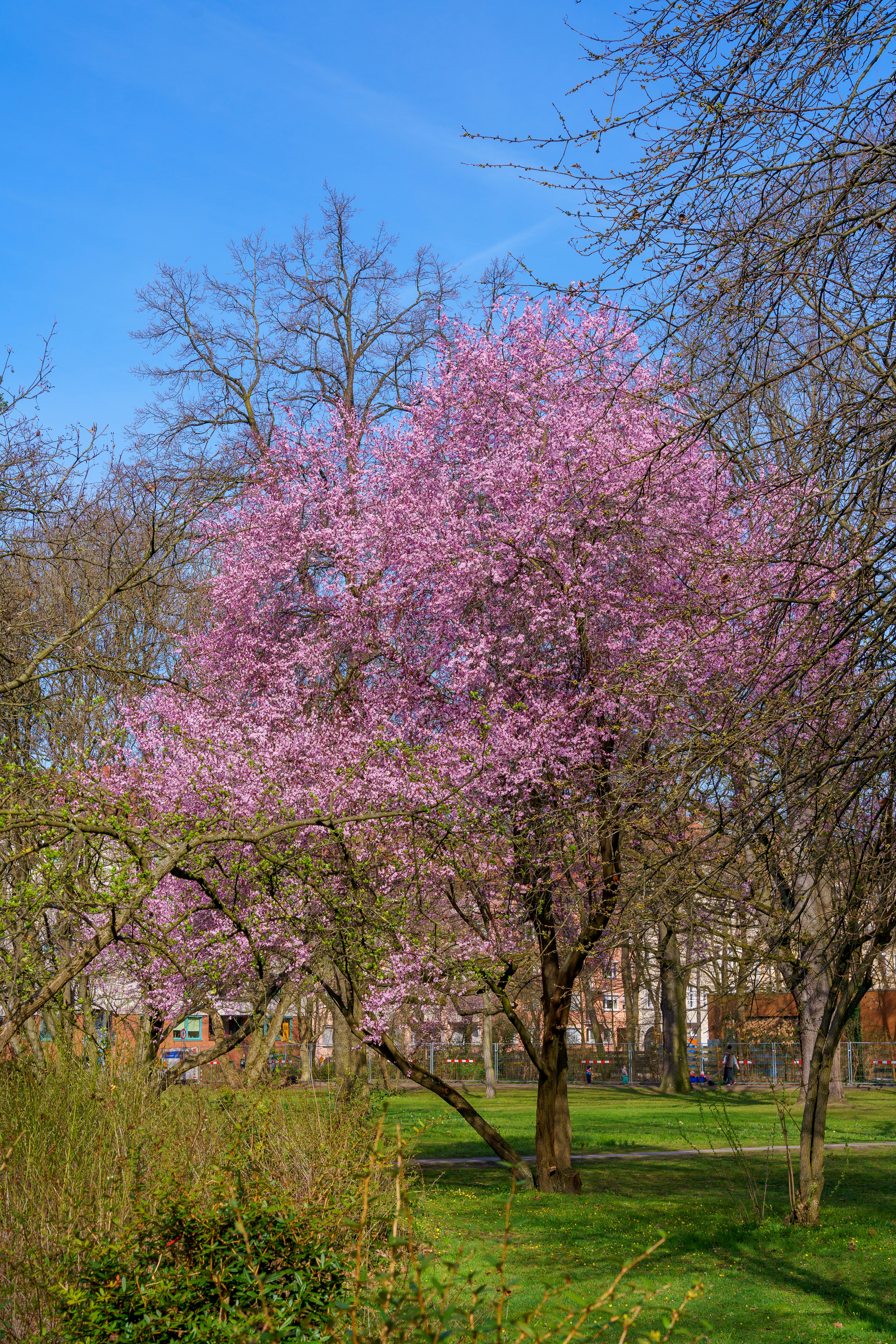 Cherry Blossoms in the Park