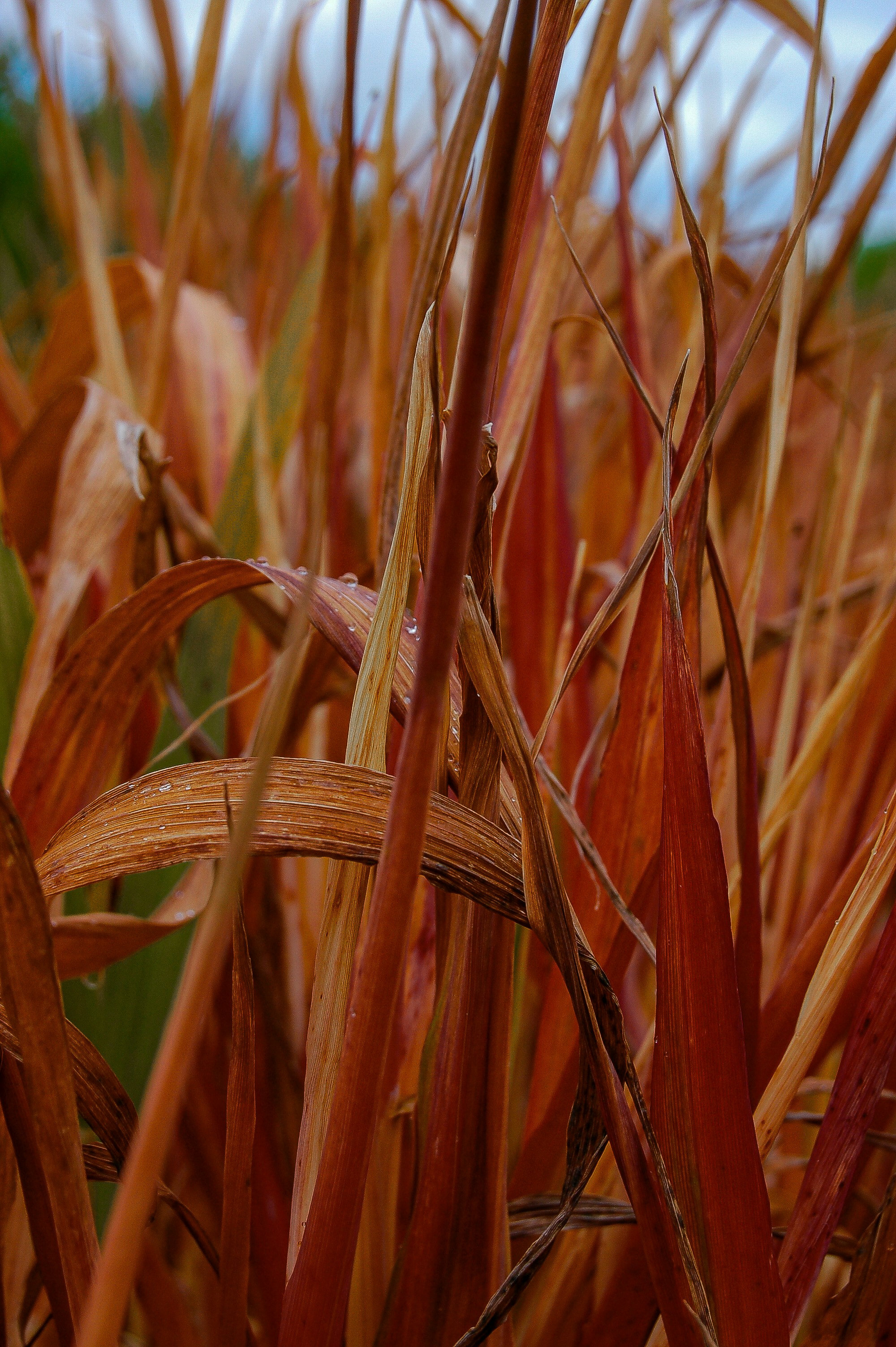 Crimson Strands: An Intimate Close-Up of Autumn Grass