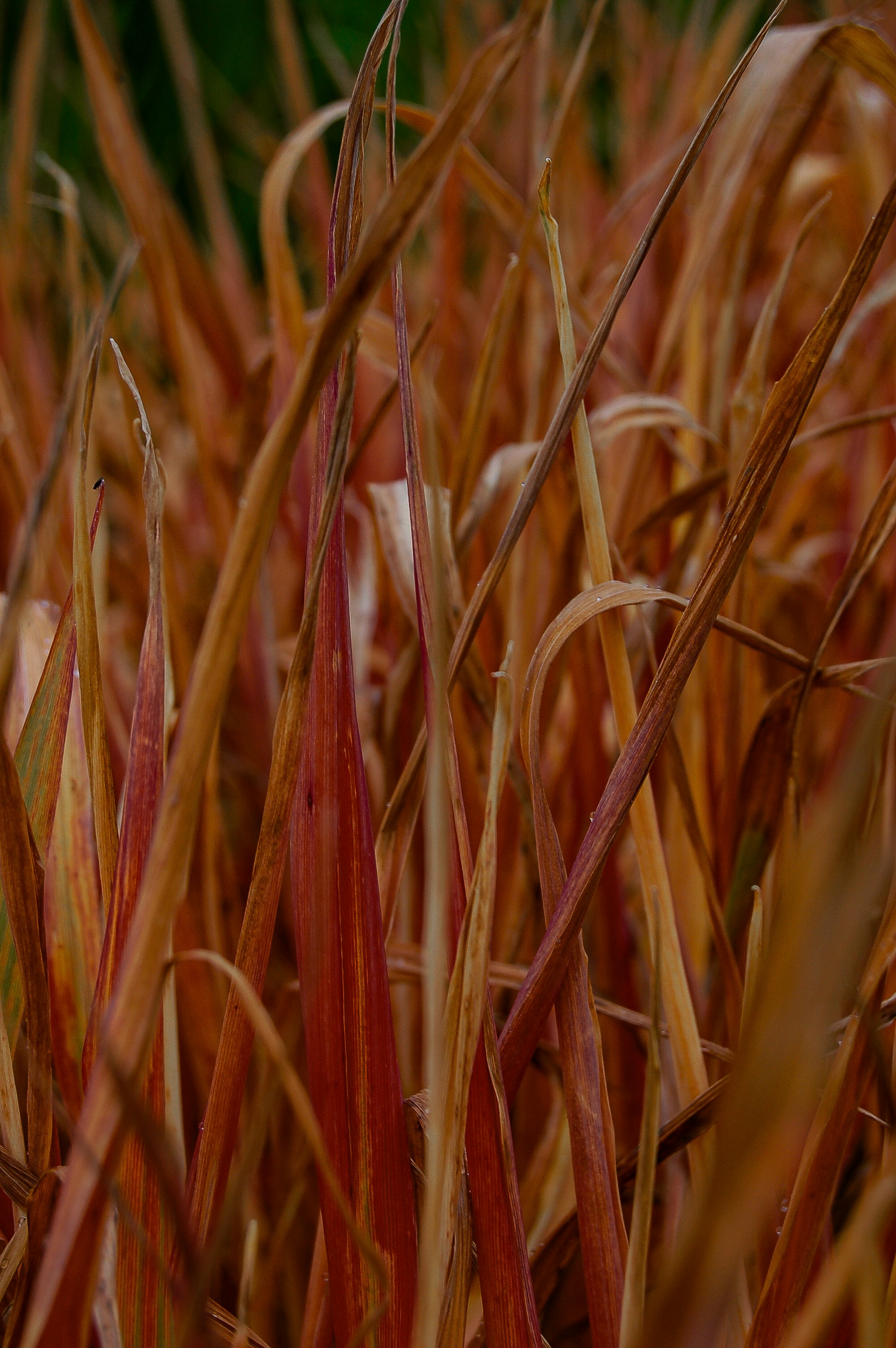 Crimson Threads: Macro Portrait of Autumn Grass