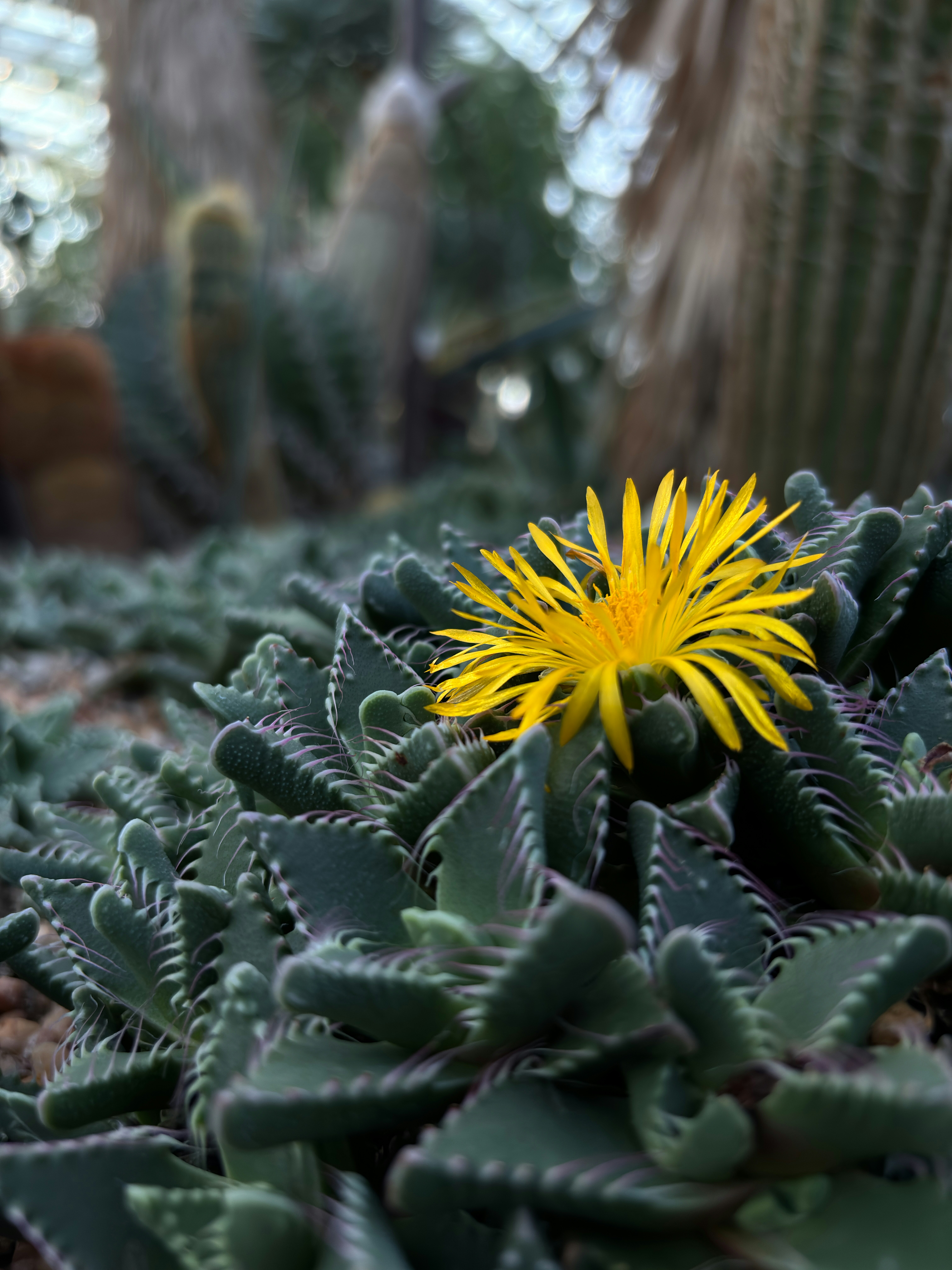 Sunburst in a Jade Fortress: Yellow Bloom Among Haworthia Rosettes