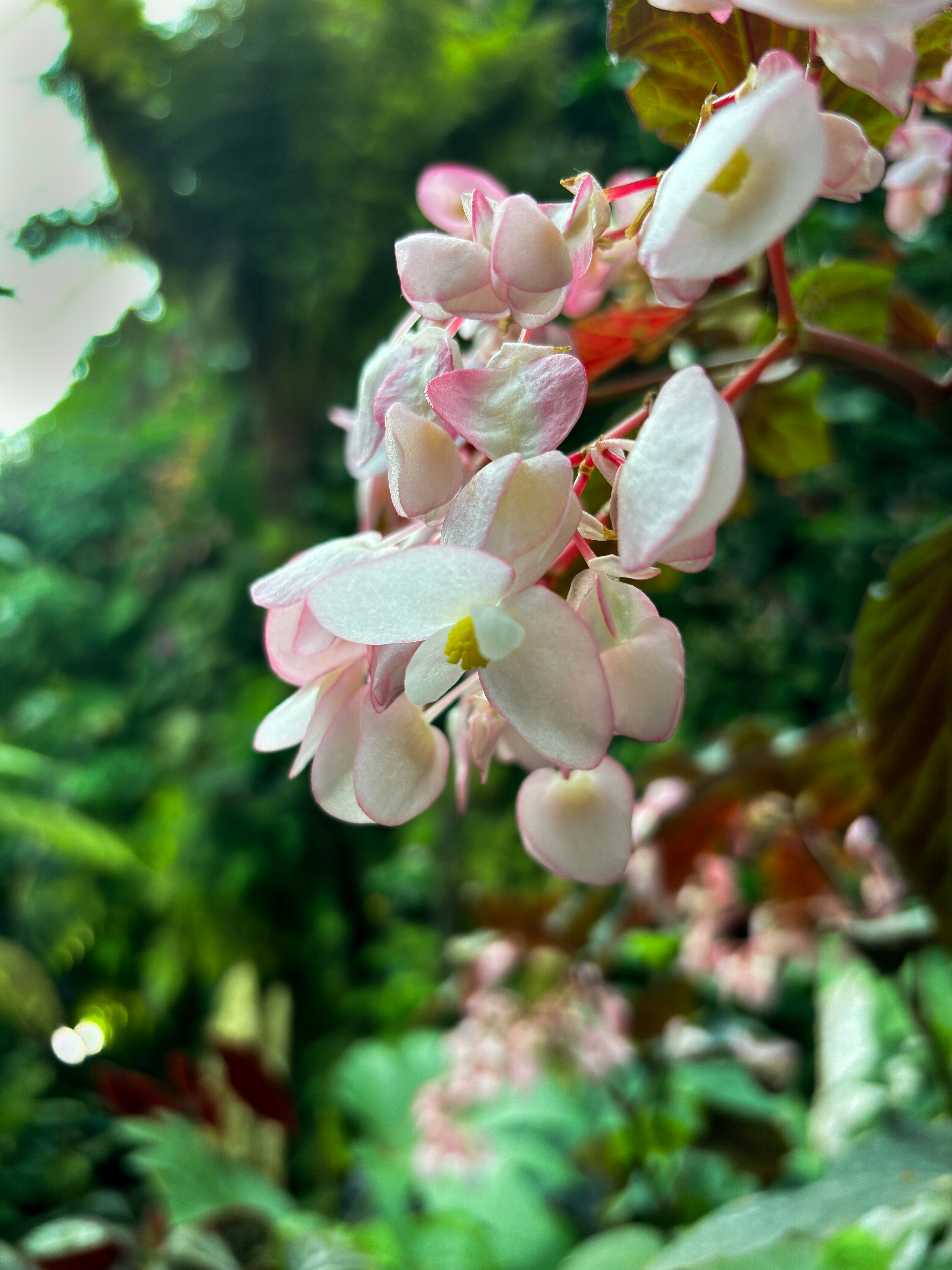 Hanging Pink Flowers (3/3)