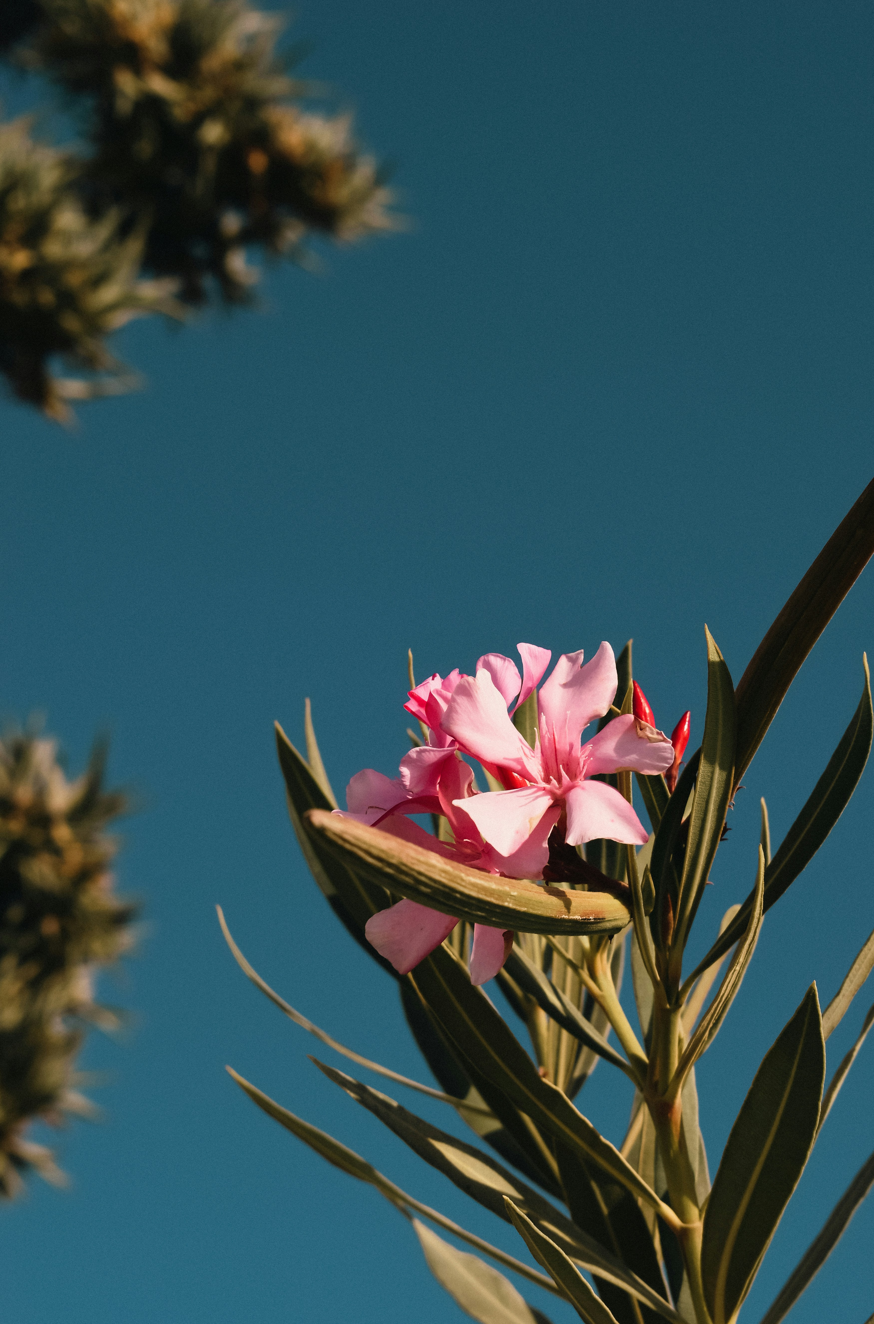 Azure Sky, Pink Oleander: A Sunlit Bloom in Focus