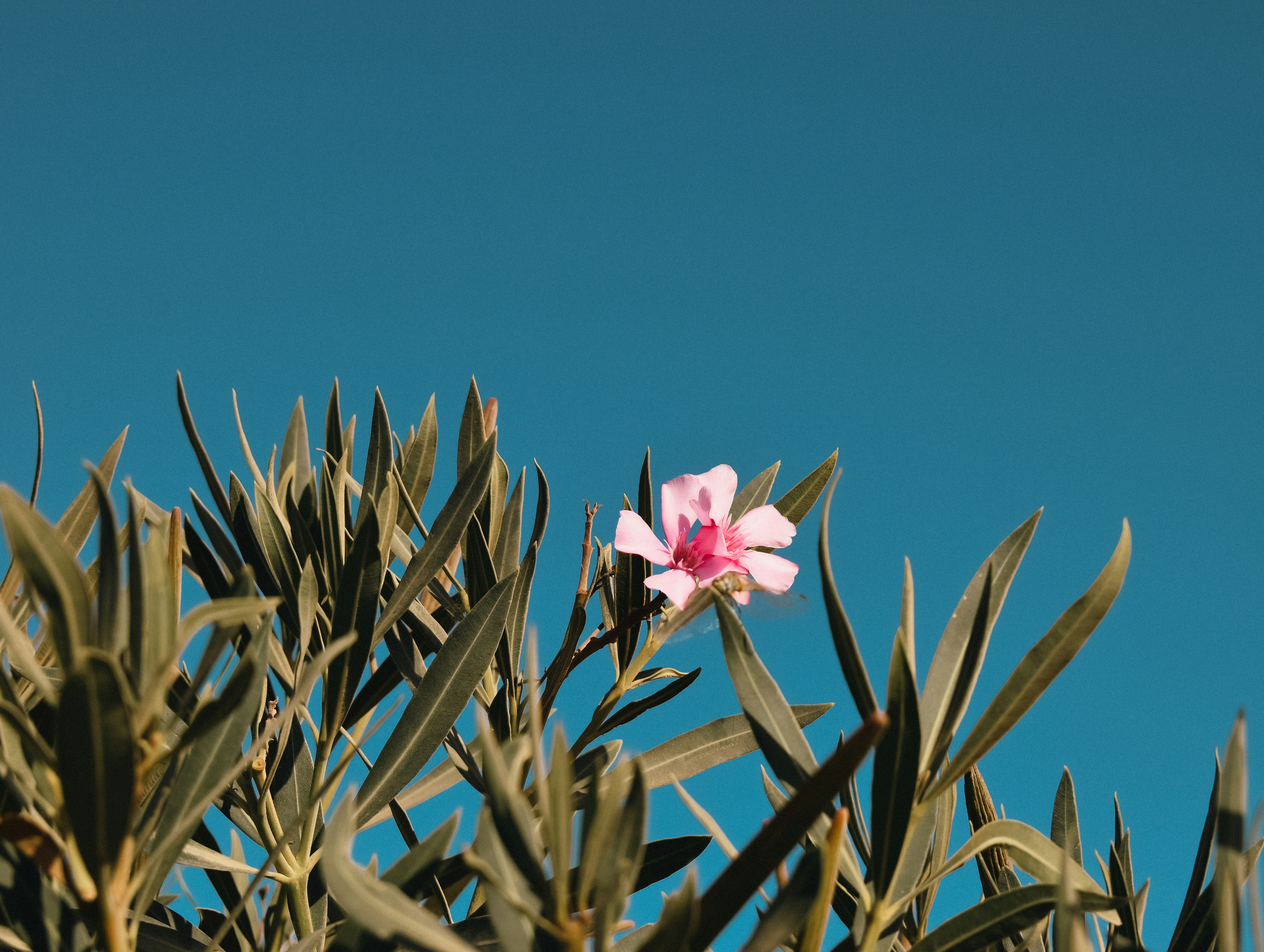 Azure Sky and Pink Bloom: A Lone Orchid Among Olive Verve