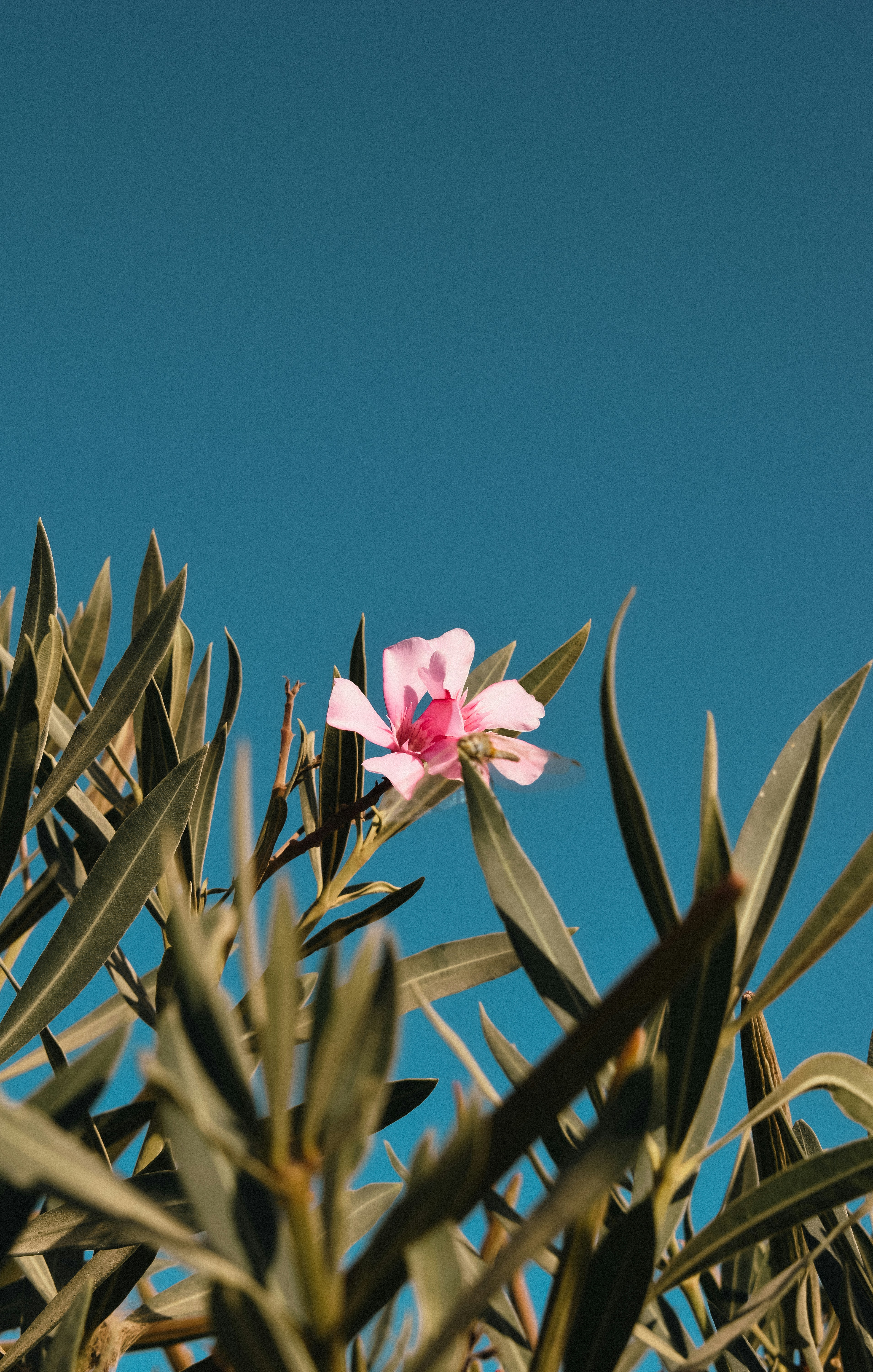 Una flor rosada sentada encima de una planta verde foto – Imagen de ...