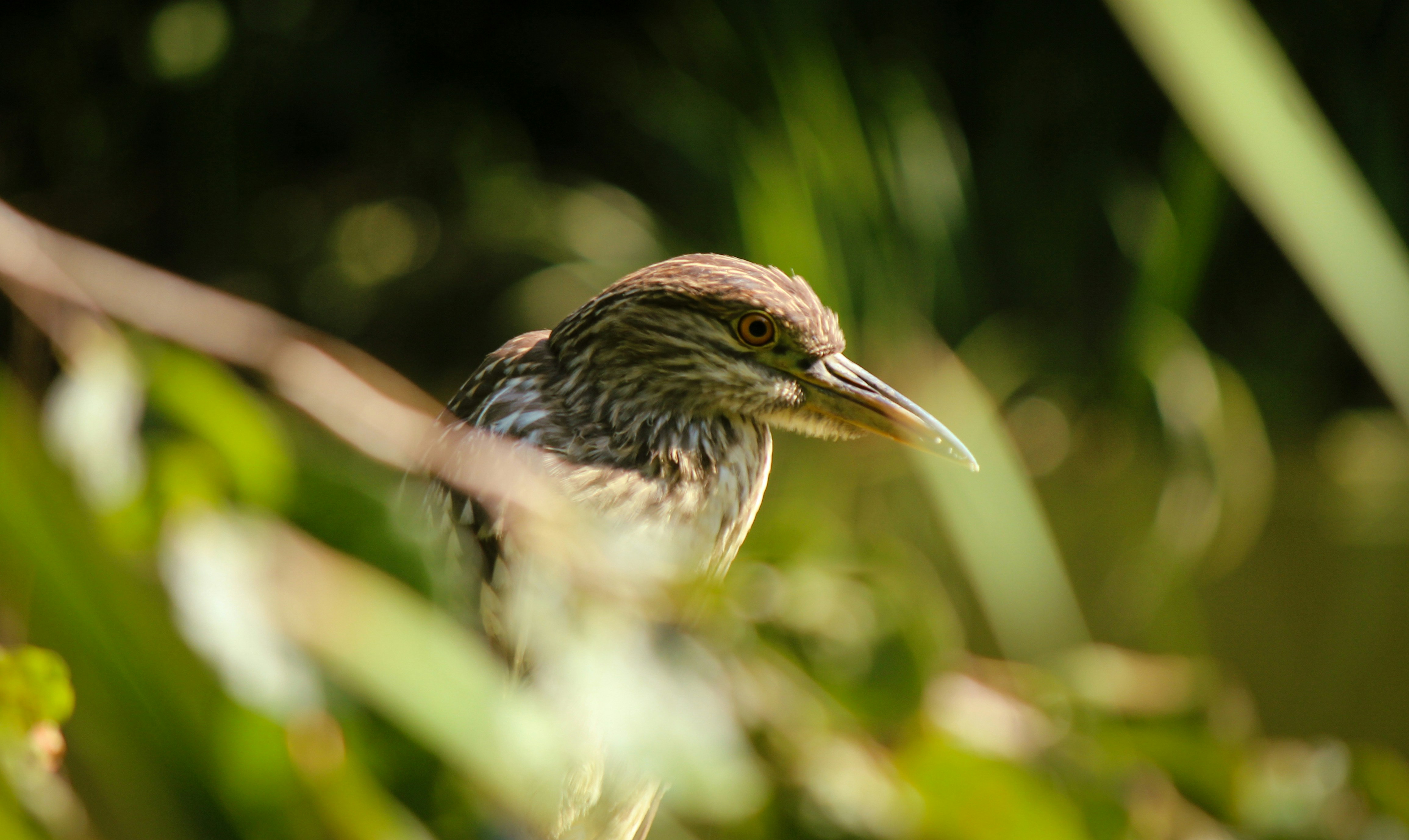 A Heron hunting in the lake.