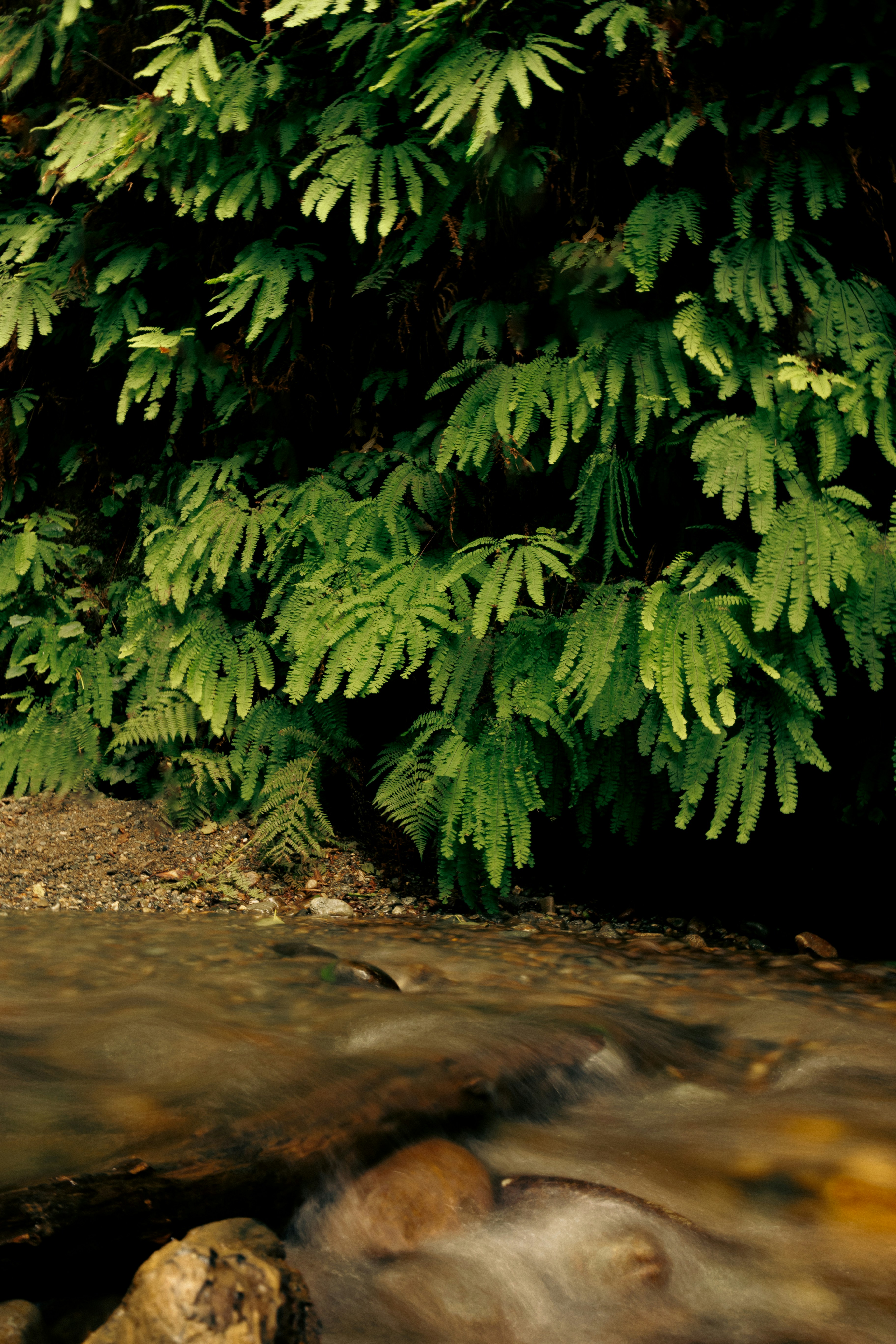 A stream running through a lush green forest
