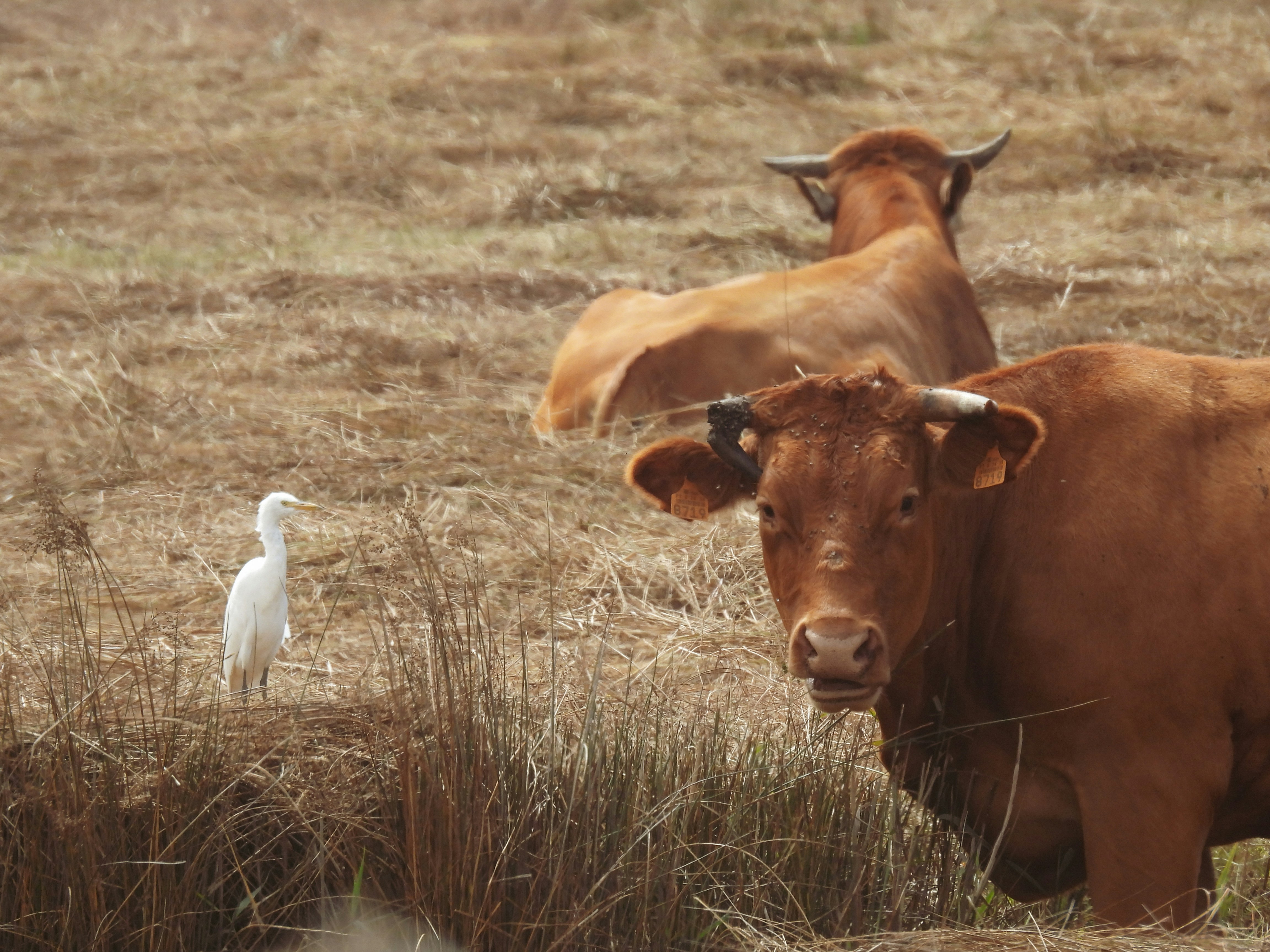 Grazing Stare: A brown cow dominates the foreground as a white egret surveys the dry grass field.